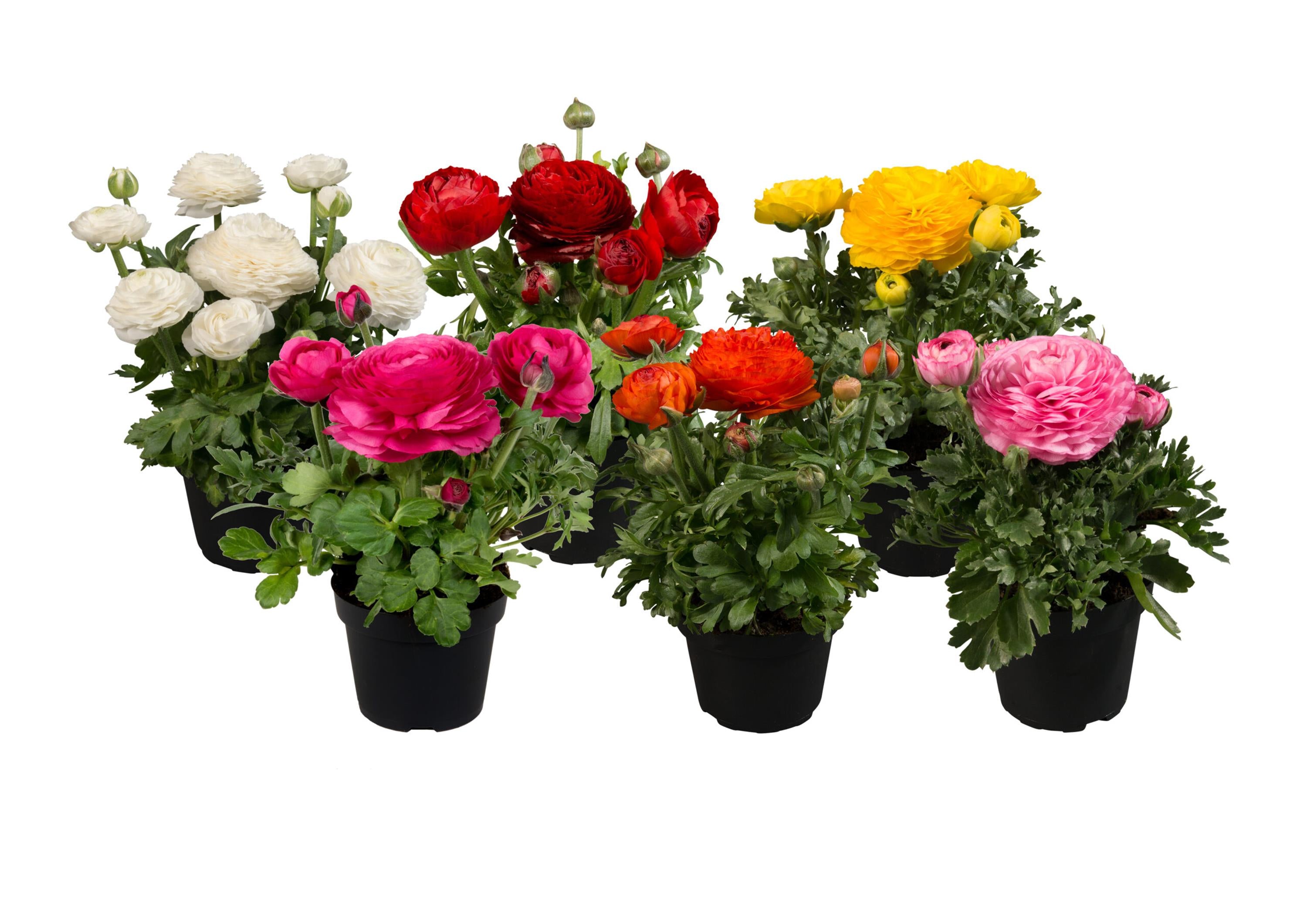 Ranunculus Sprinkles Mix – Vis Seed