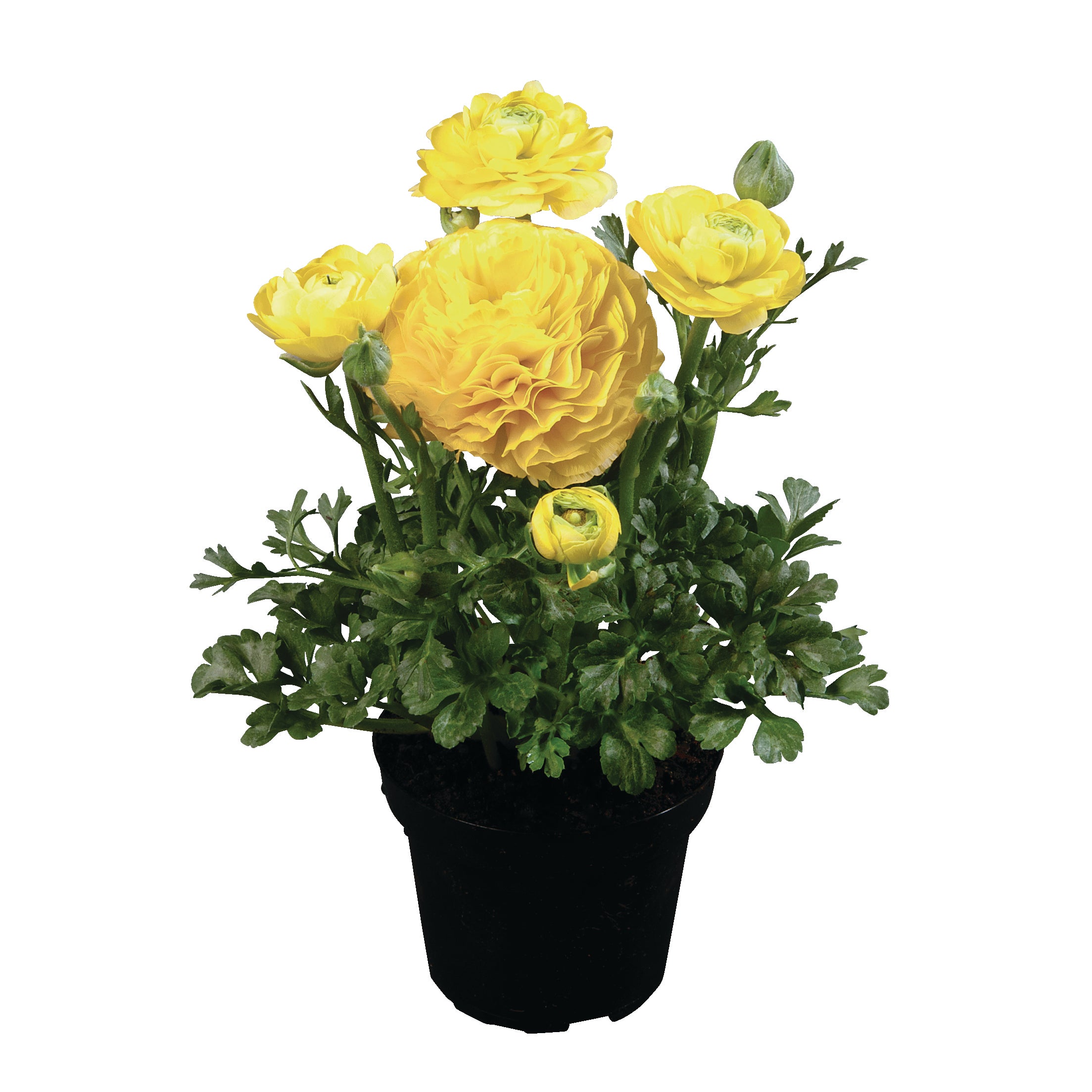 Ranunculus Sprinkles Light Yellow – Vis Seed
