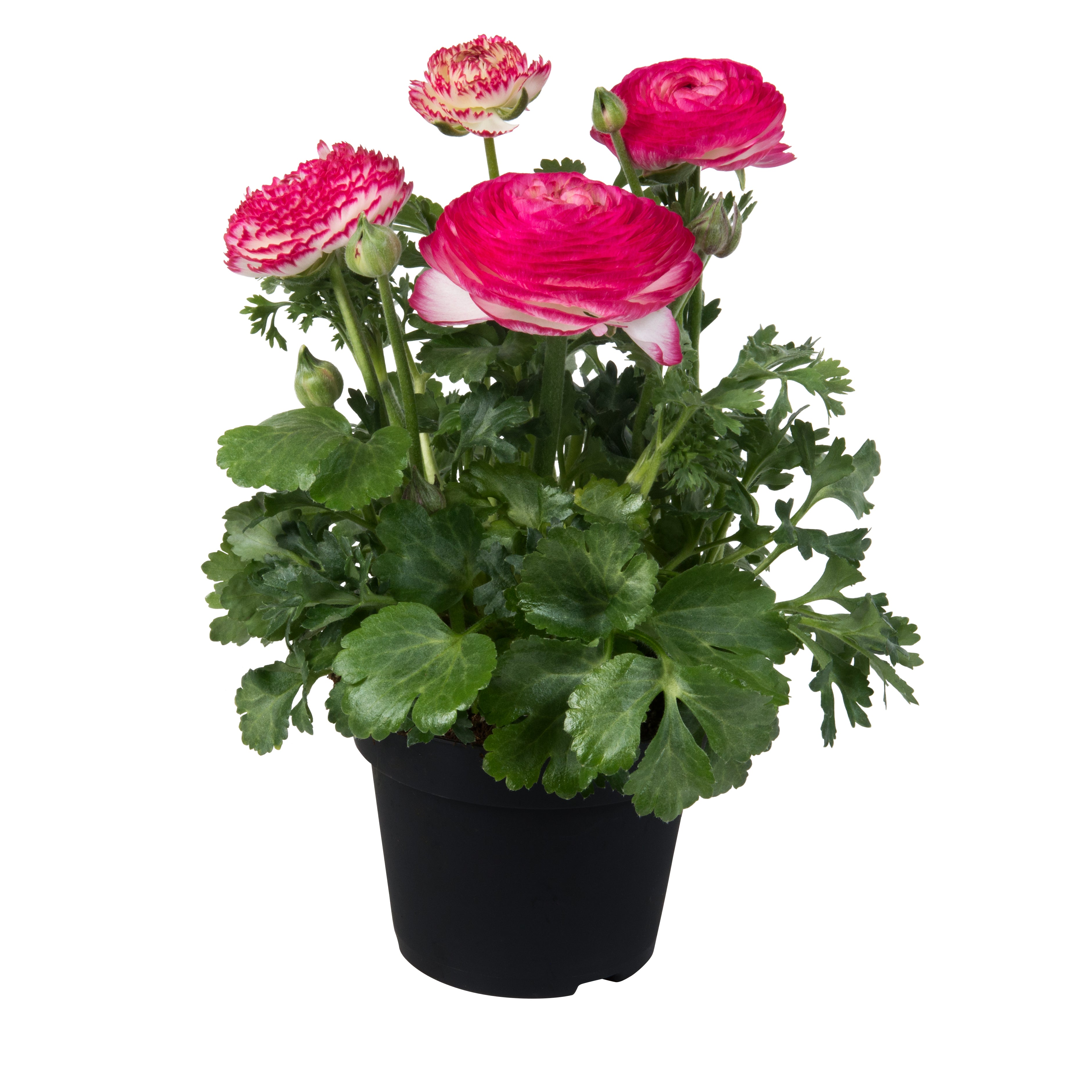 Ranunculus Sprinkles Pink Bicolor – Vis Seed