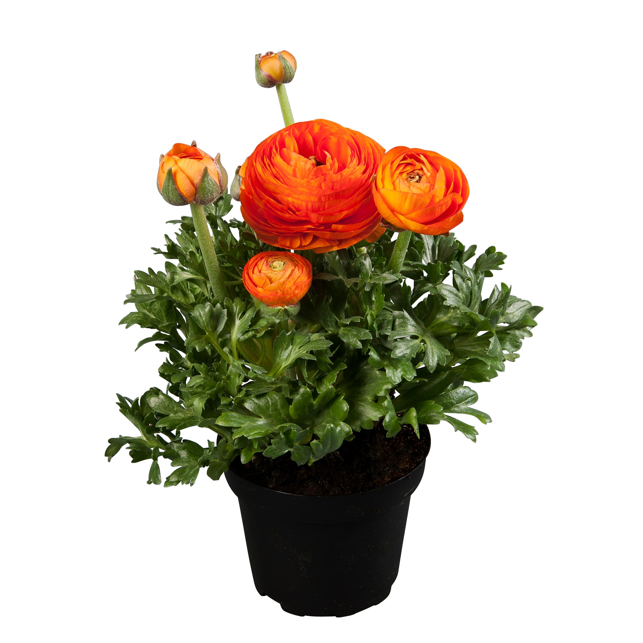 Ranunculus Sprinkles Orange – Vis Seed
