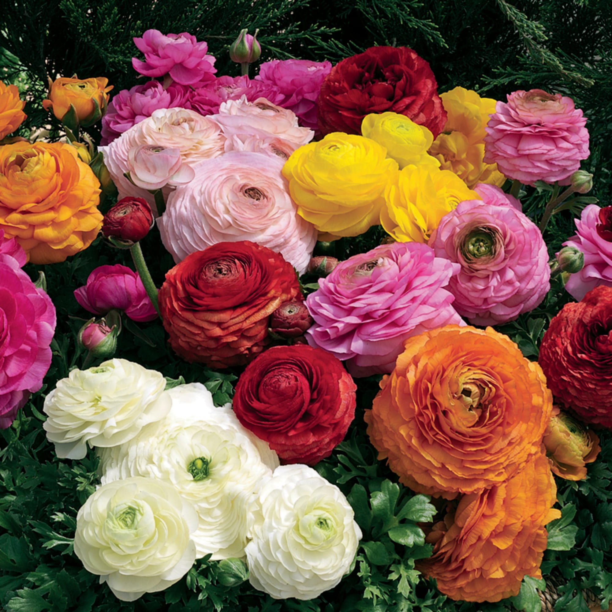 Ranunculus Magic Mix – Vis Seed