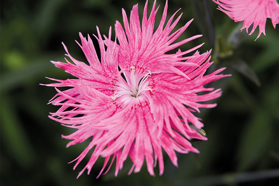 Dianthus Supra Pink – Vis Seed