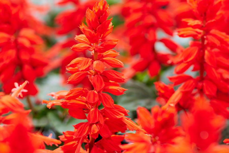 Salvia Reddy Bright Red – Vis Seed