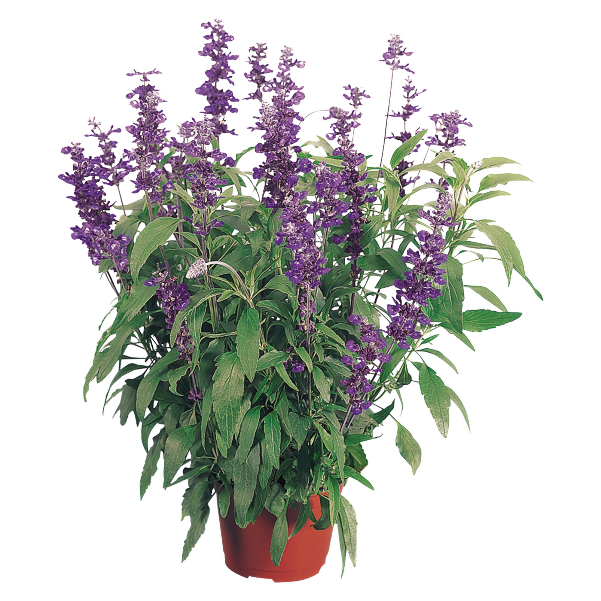 Salvia Evolution Deep Violet – Vis Seed