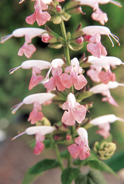 Salvia Summer Jewel Pink AAS – Vis Seed