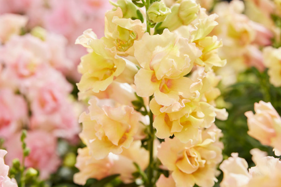 Snapdragon Twinny Yellow Shades – Vis Seed