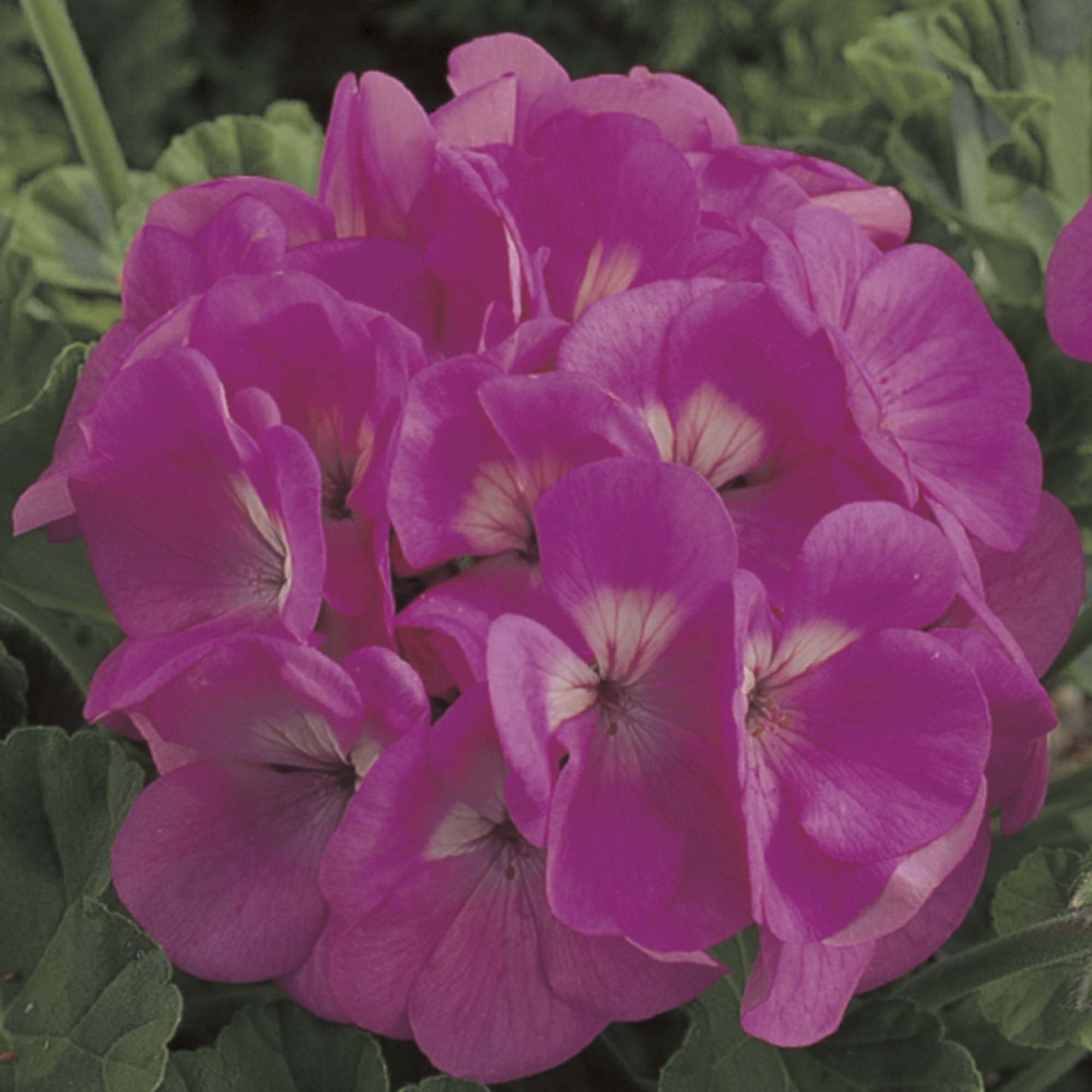 Geranium Maverick Pink – Vis Seed