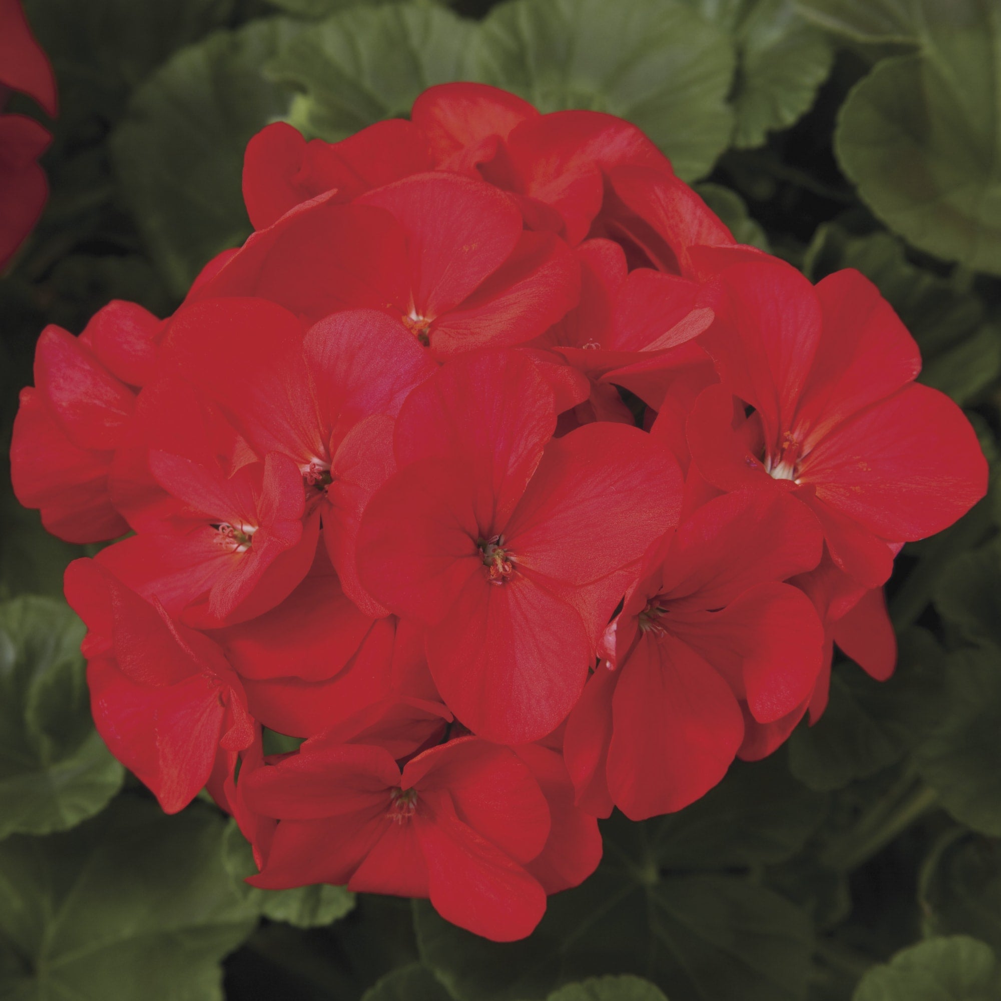 Geranium Maverick Red – Vis Seed