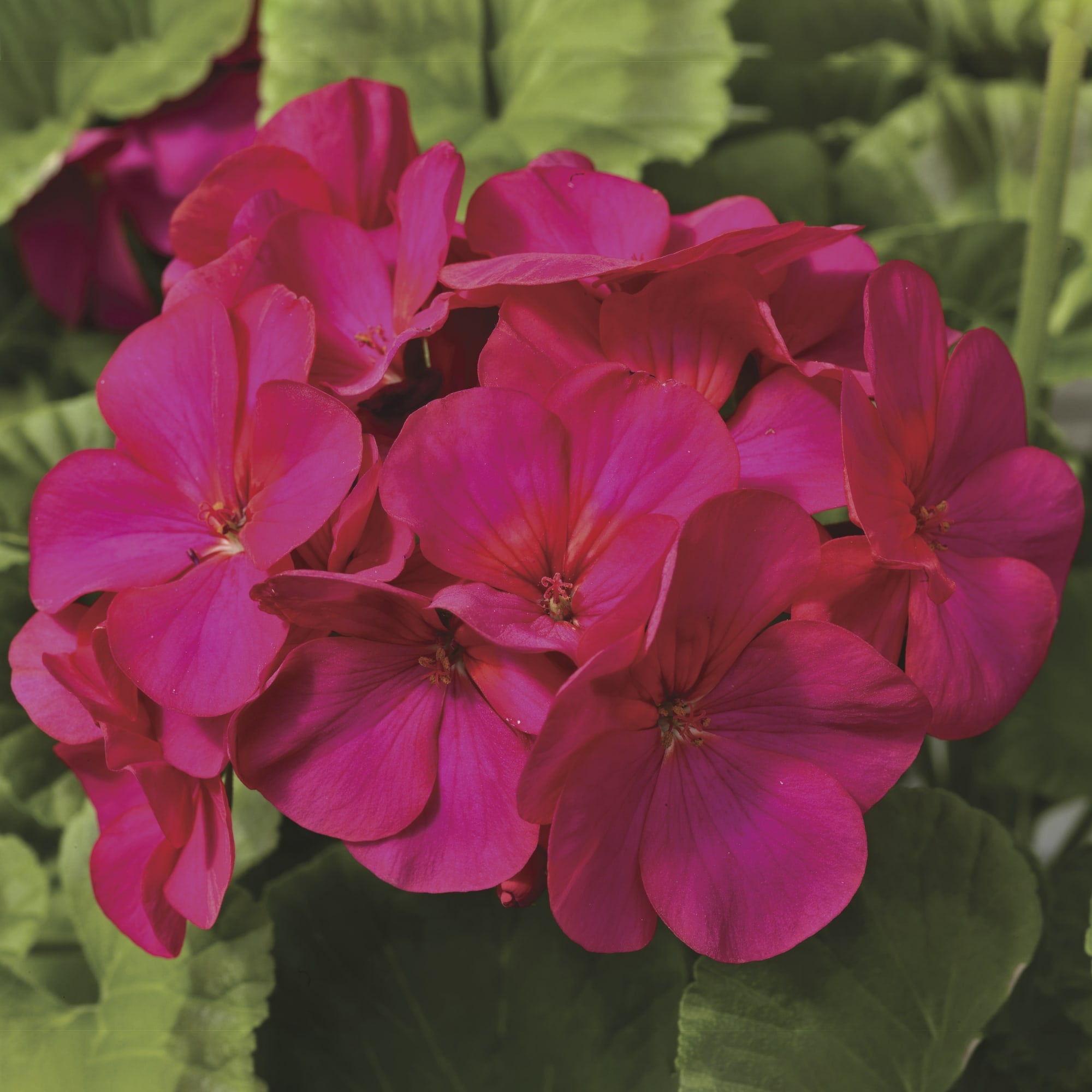 Geranium Maverick Violet – Vis Seed
