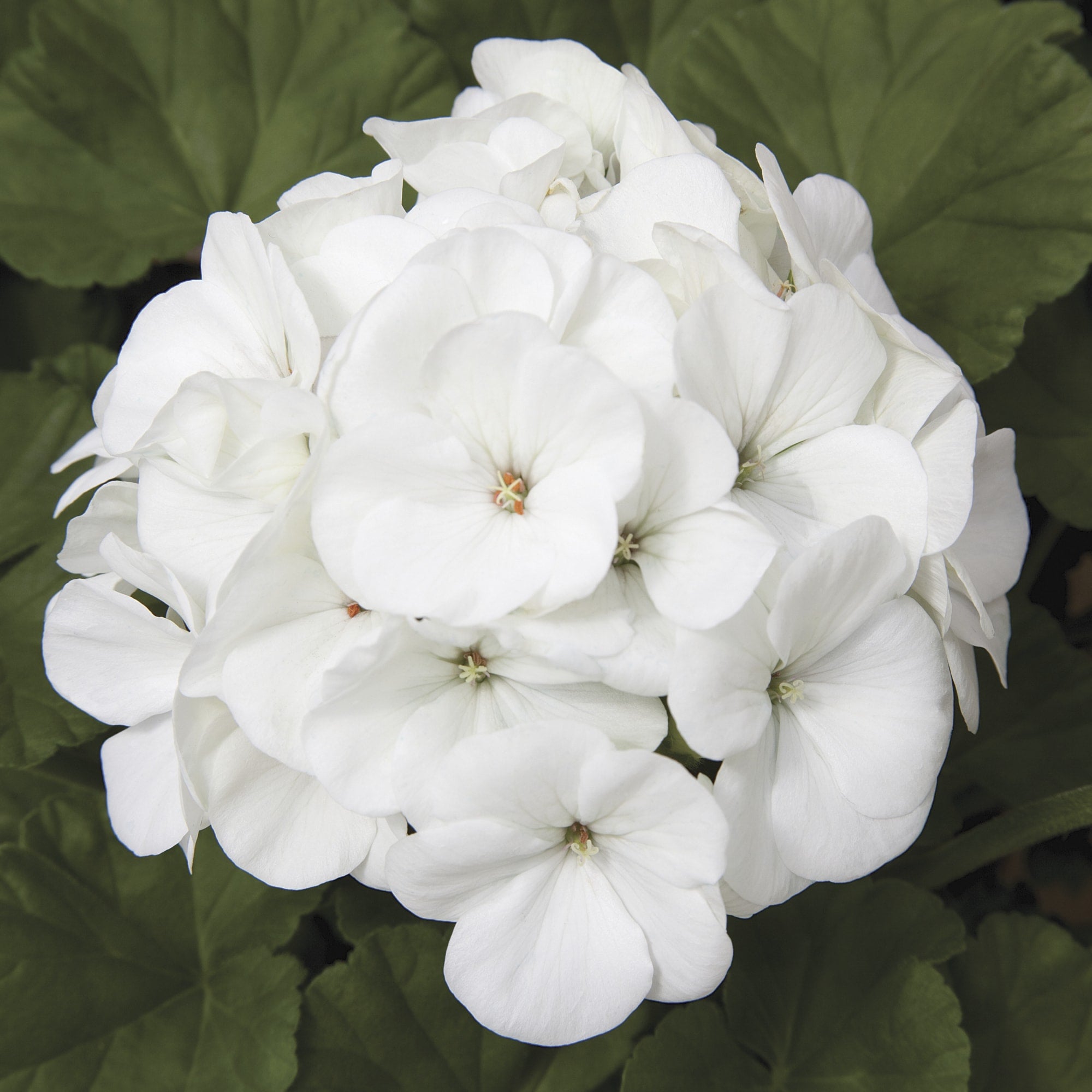 Geranium Maverick White – Vis Seed