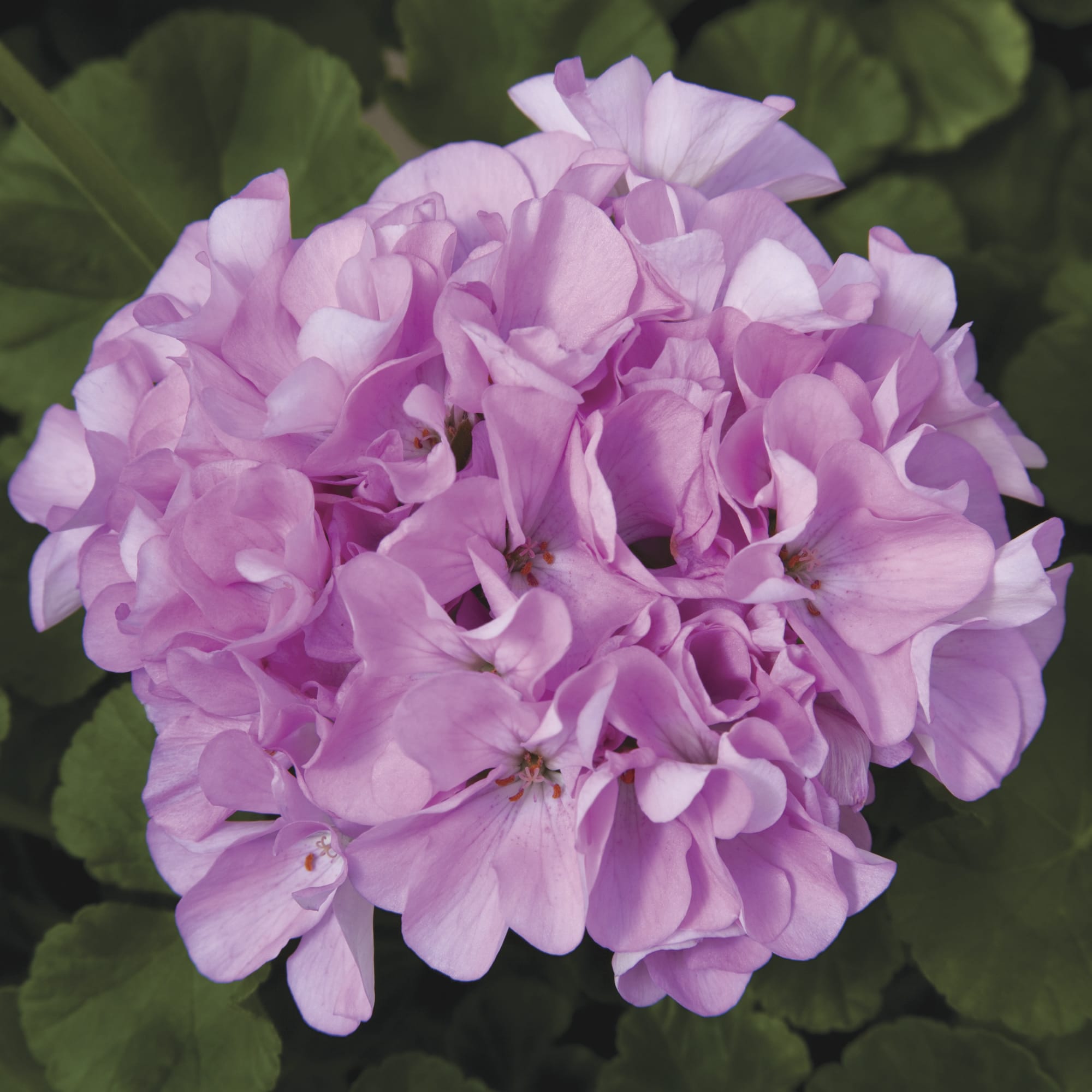 Geranium Maverick Quicksilver – Vis Seed