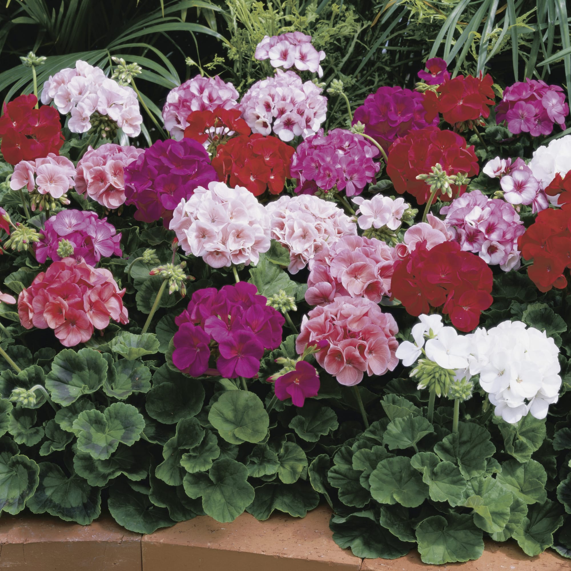Geranium Maverick Mixture – Vis Seed
