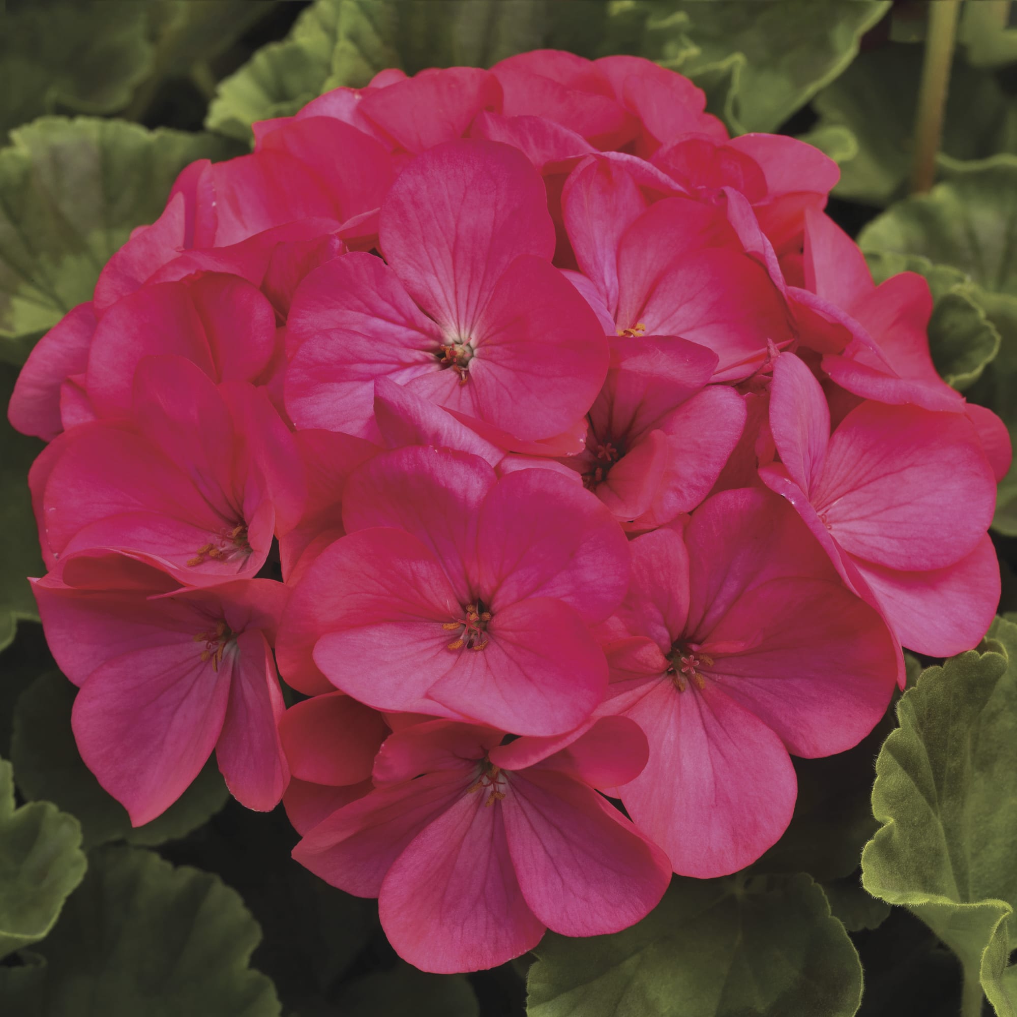 Geranium Maverick Rose – Vis Seed