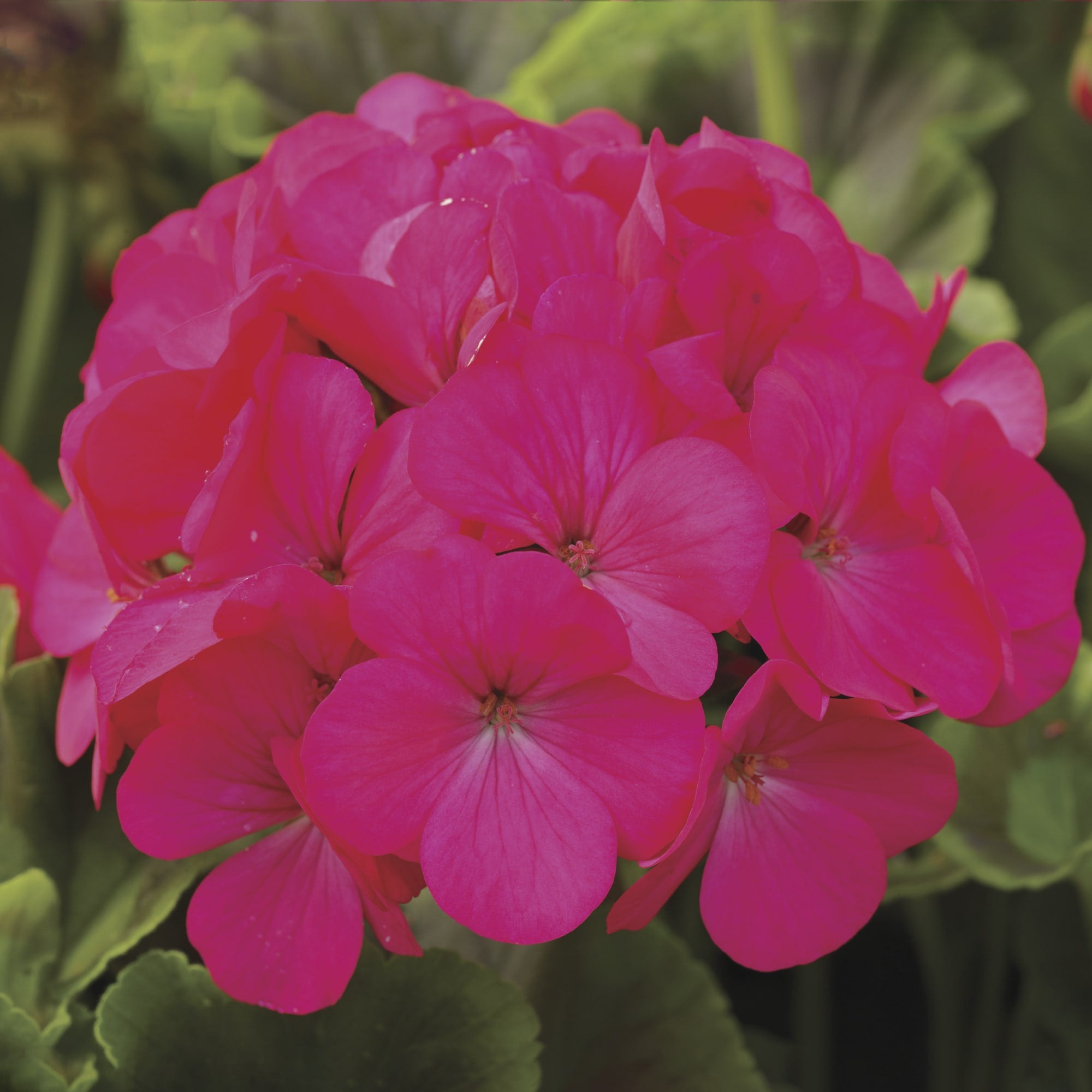 Geranium Pinto Premium Lavender – Vis Seed