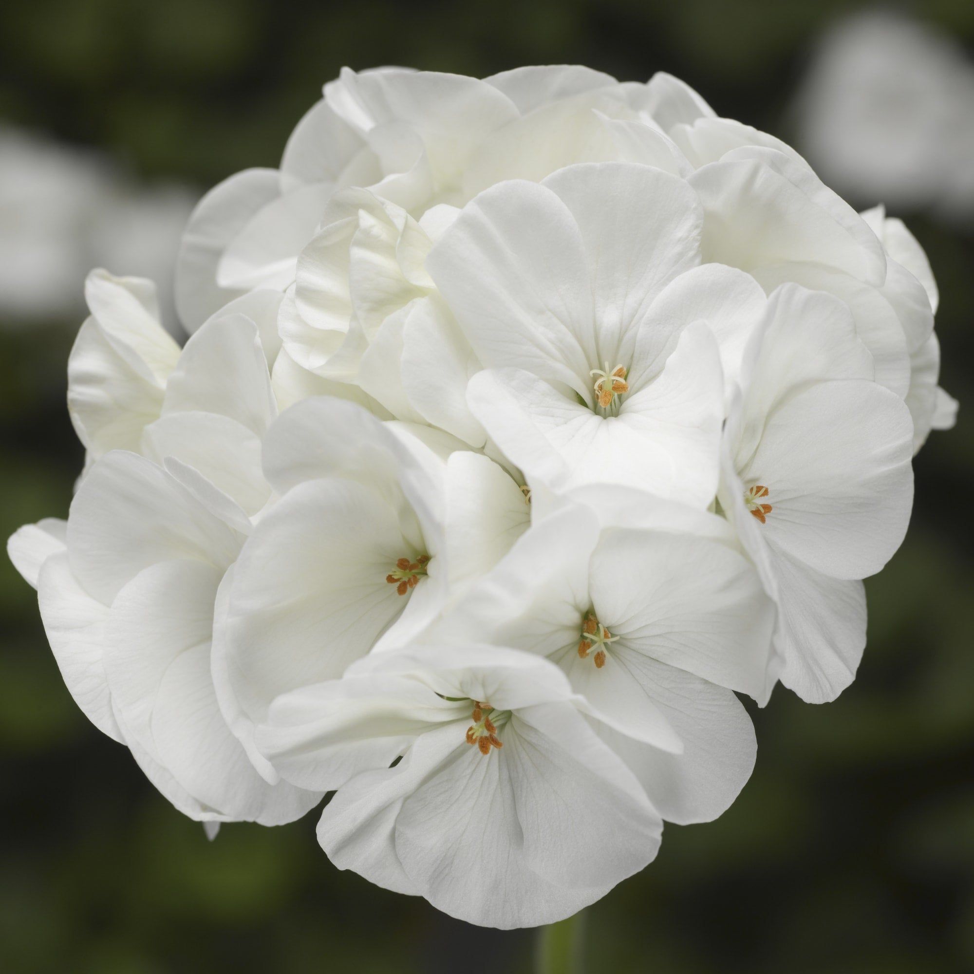 Geranium Pinto Premium White – Vis Seed