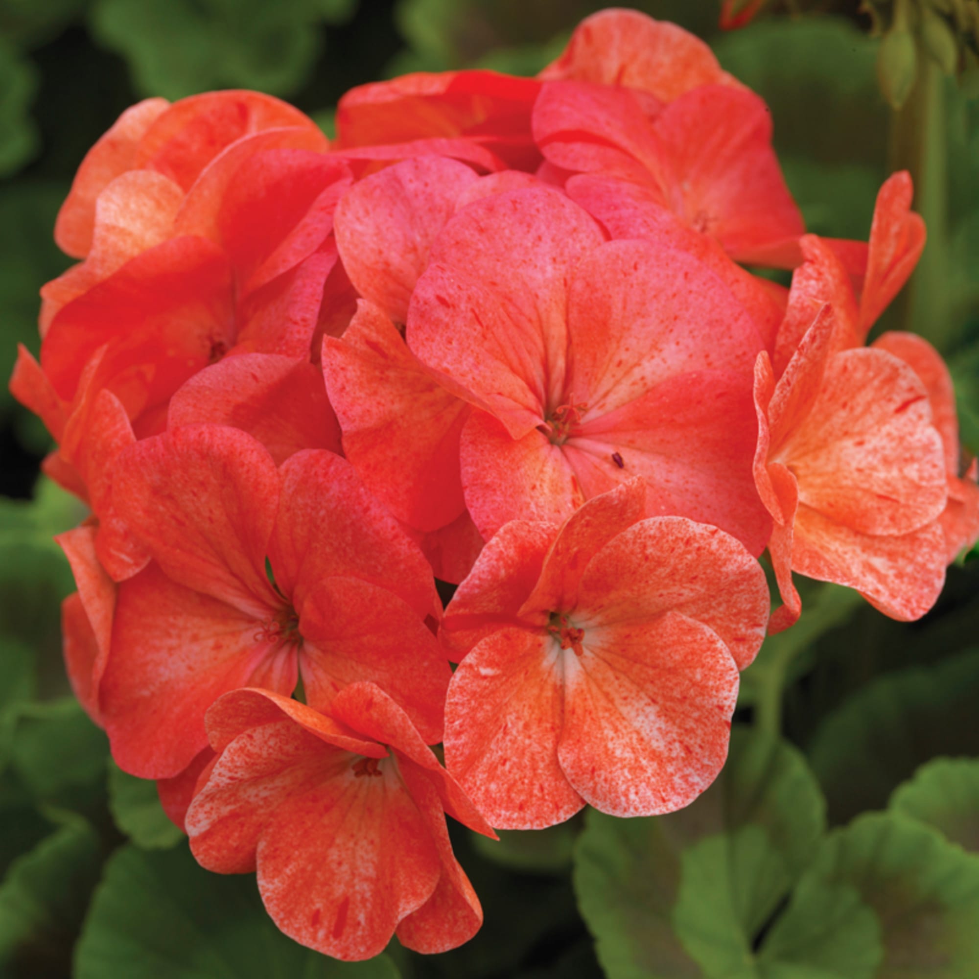 Geranium Pinto Premium Salmon Splash – Vis Seed