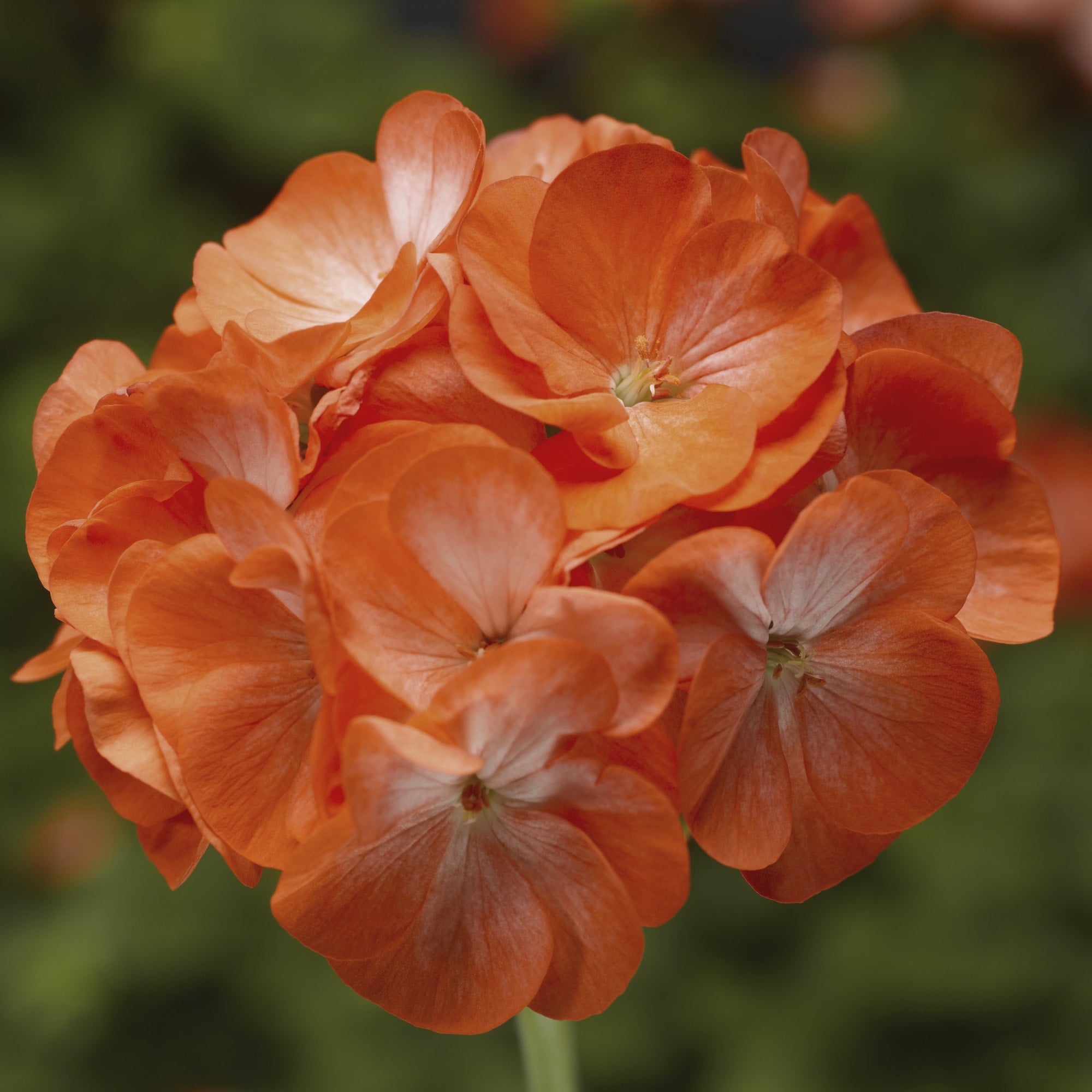 Geranium Pinto Premium Orange Bi-Color – Vis Seed