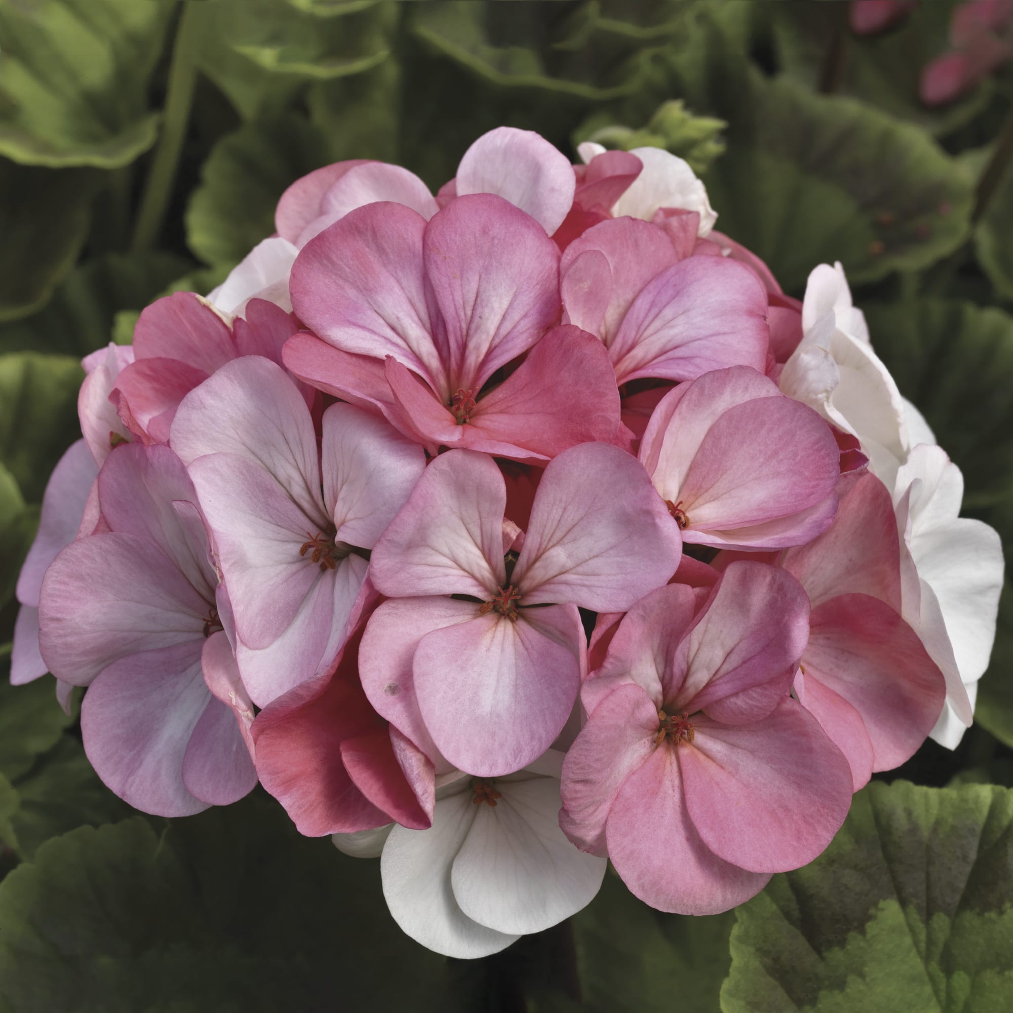 Geranium Pinto Premium White to Rose, AAS – Vis Seed