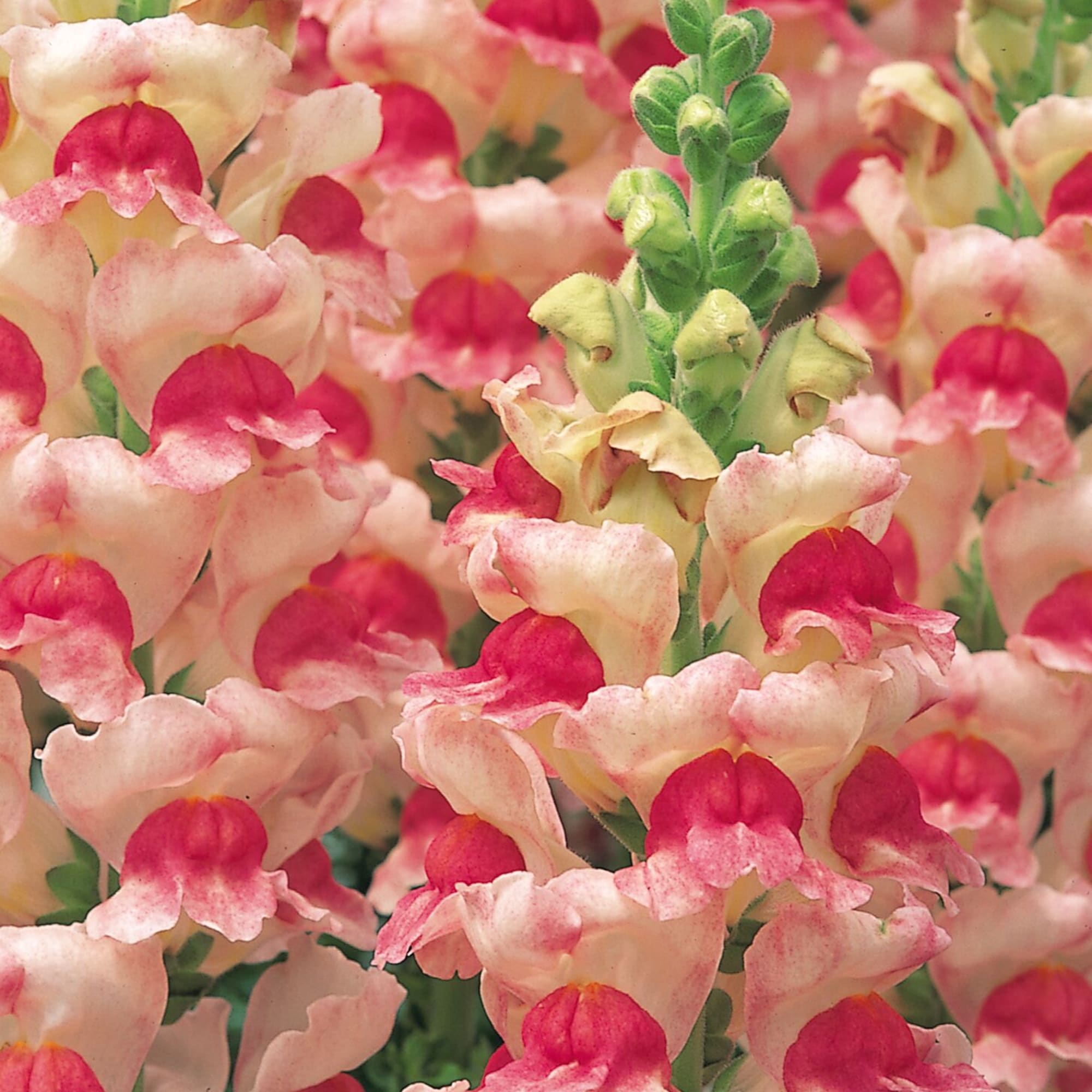 Snapdragon Opus III/IV Appleblossom – Vis Seed