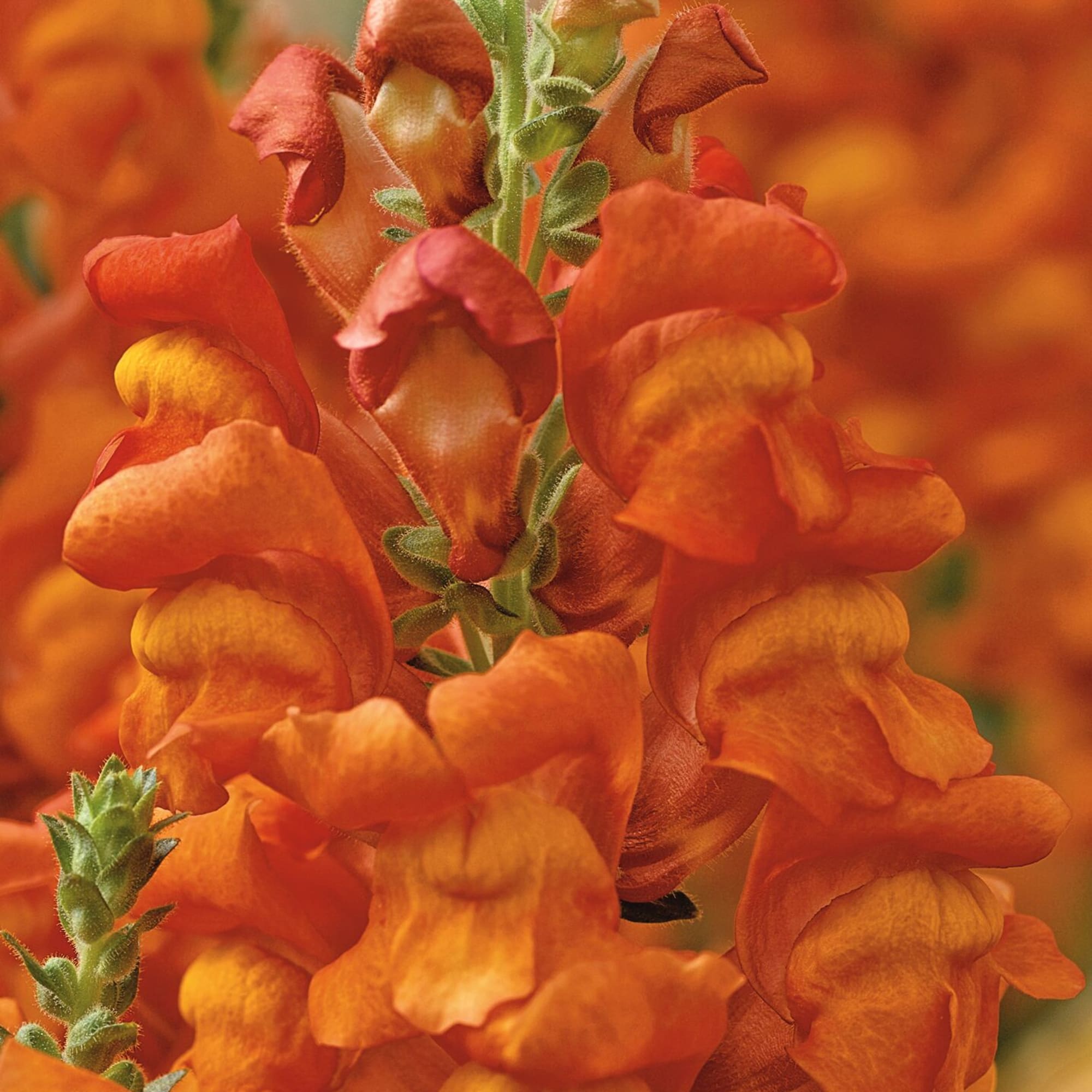 Snapdragon Opus III Early Bronze – Vis Seed
