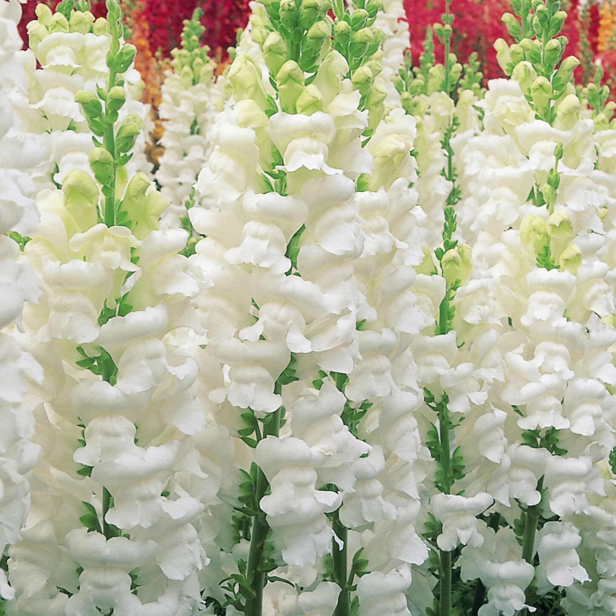 Snapdragon Opus III/IV White – Vis Seed
