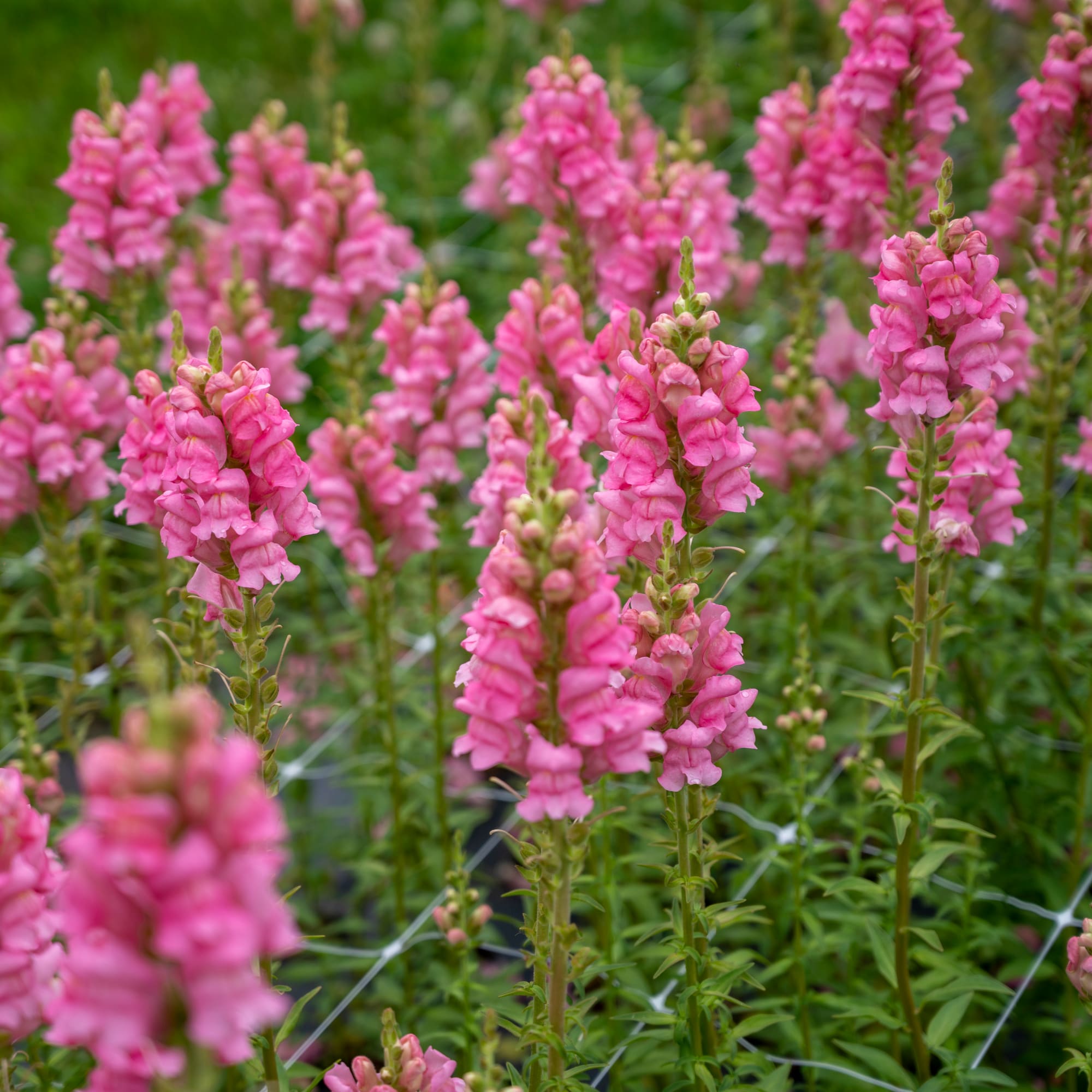 Snapdragon Overture II Pink – Vis Seed