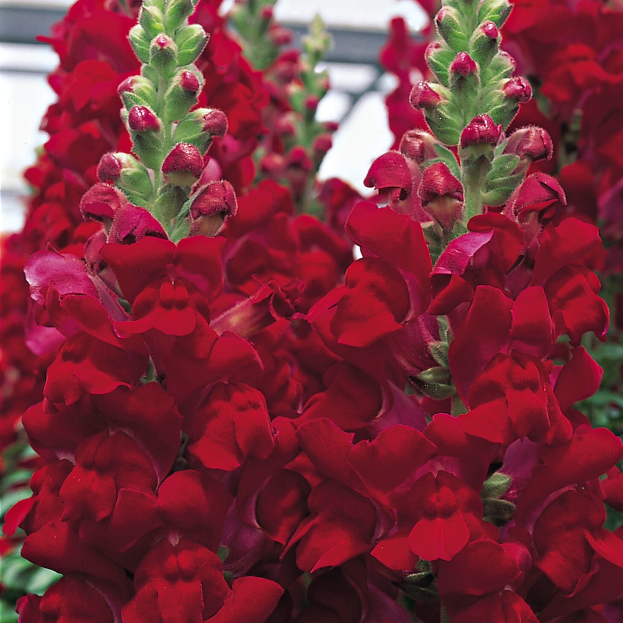 Snapdragon Overture II Red – Vis Seed