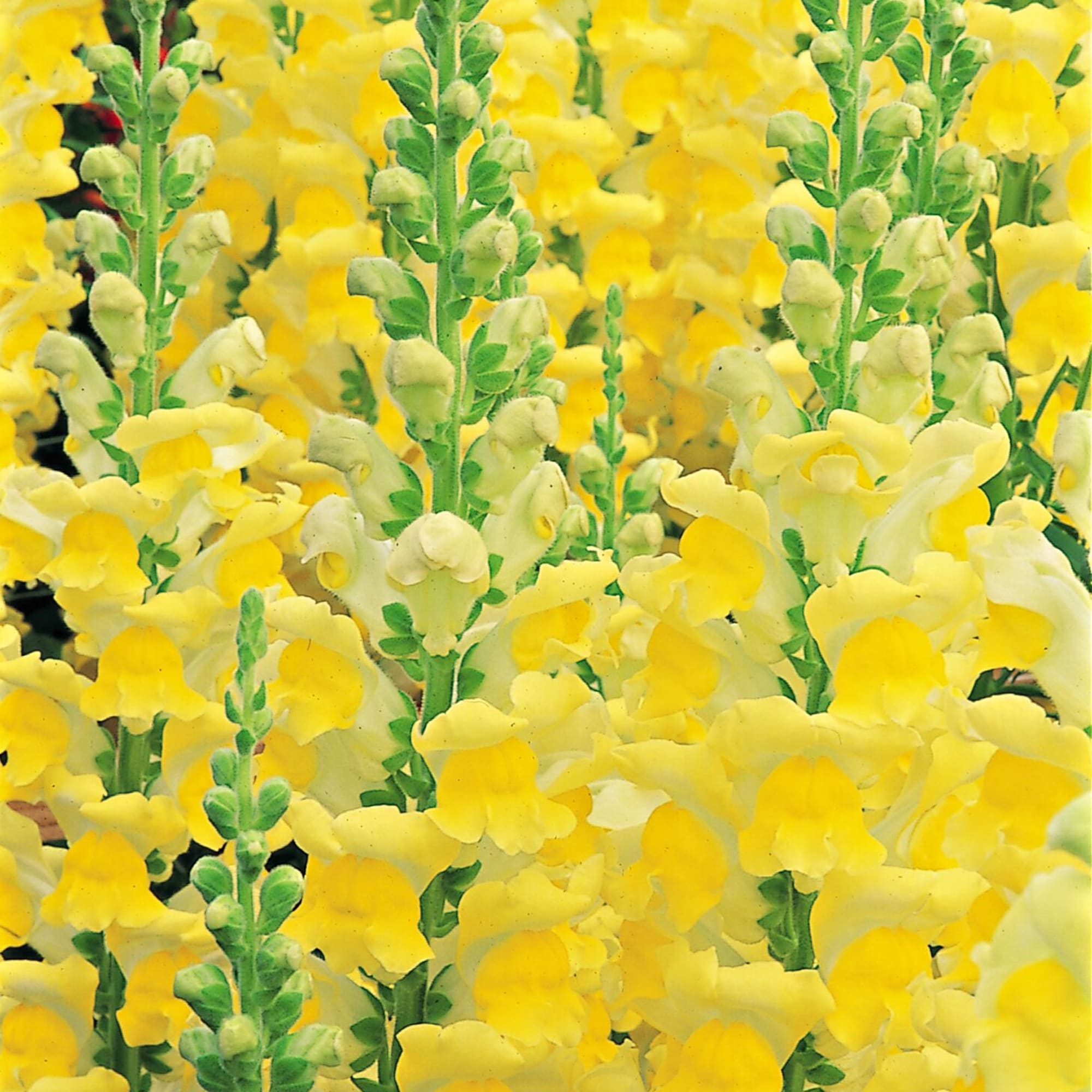 Snapdragon Overture II Yellow – Vis Seed