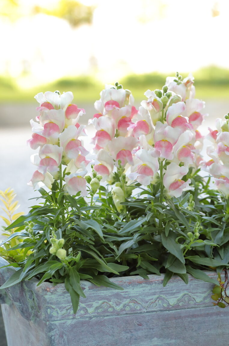 Snapdragon Candy Tops Pink Bicolor PLT – Vis Seed
