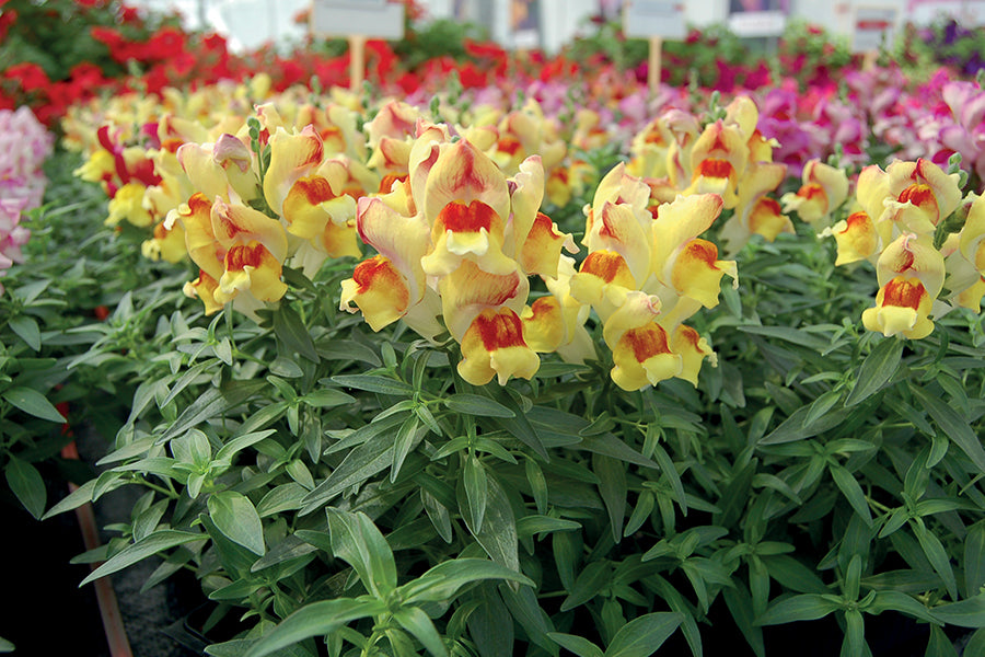 Snapdragon Snappy Peach Flame – Vis Seed