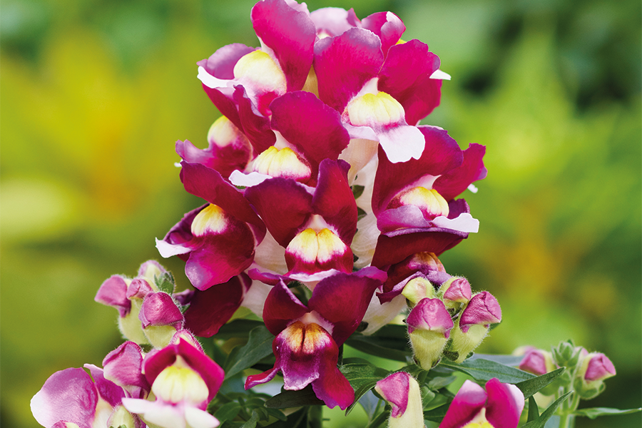Snapdragon Snappy Burgundy & White – Vis Seed