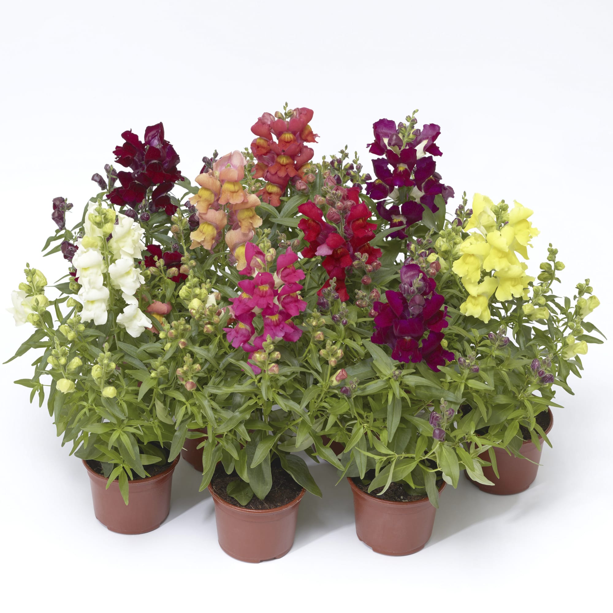 Snapdragon Snaptini Mix – Vis Seed