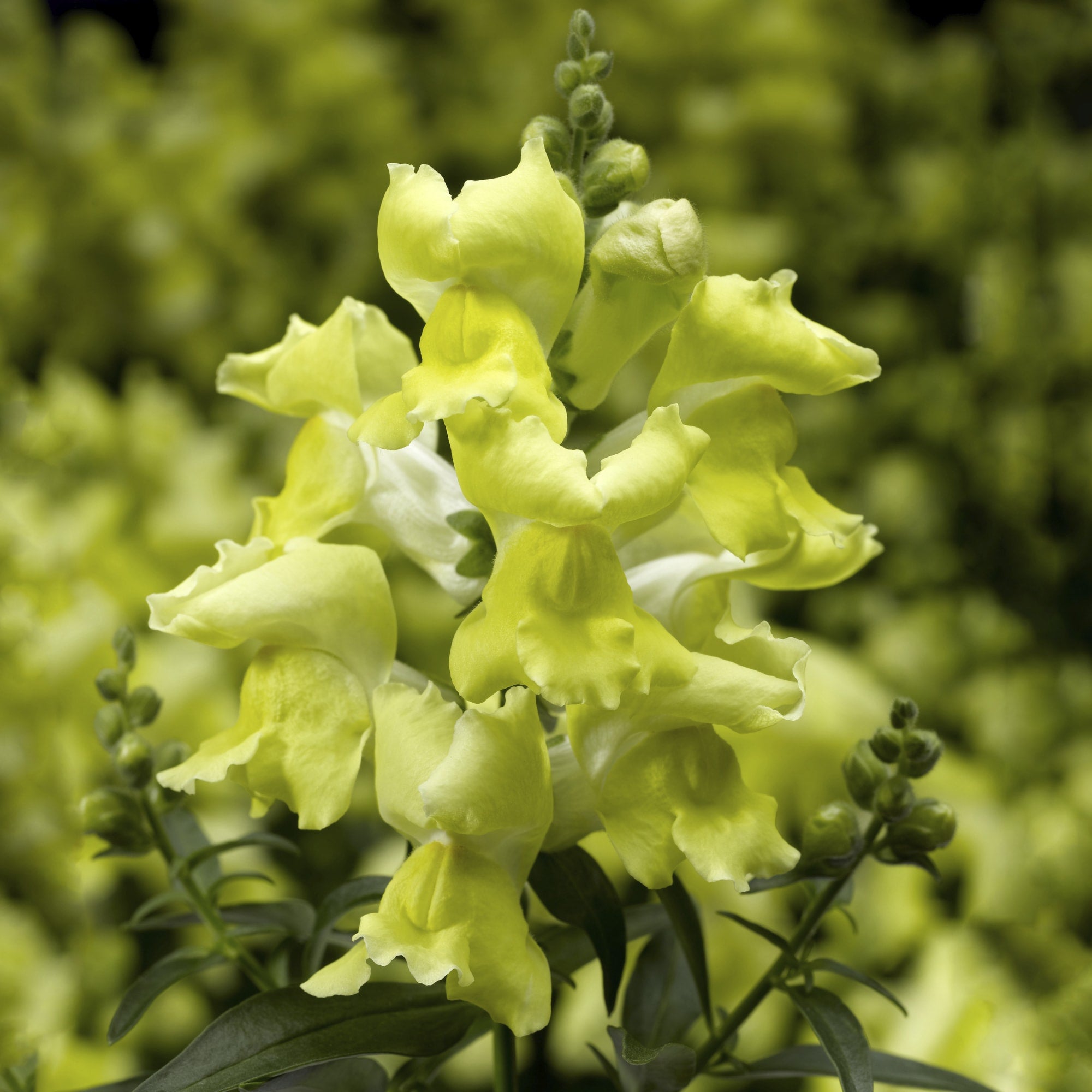 Snapdragon Snaptini Yellow PLT – Vis Seed