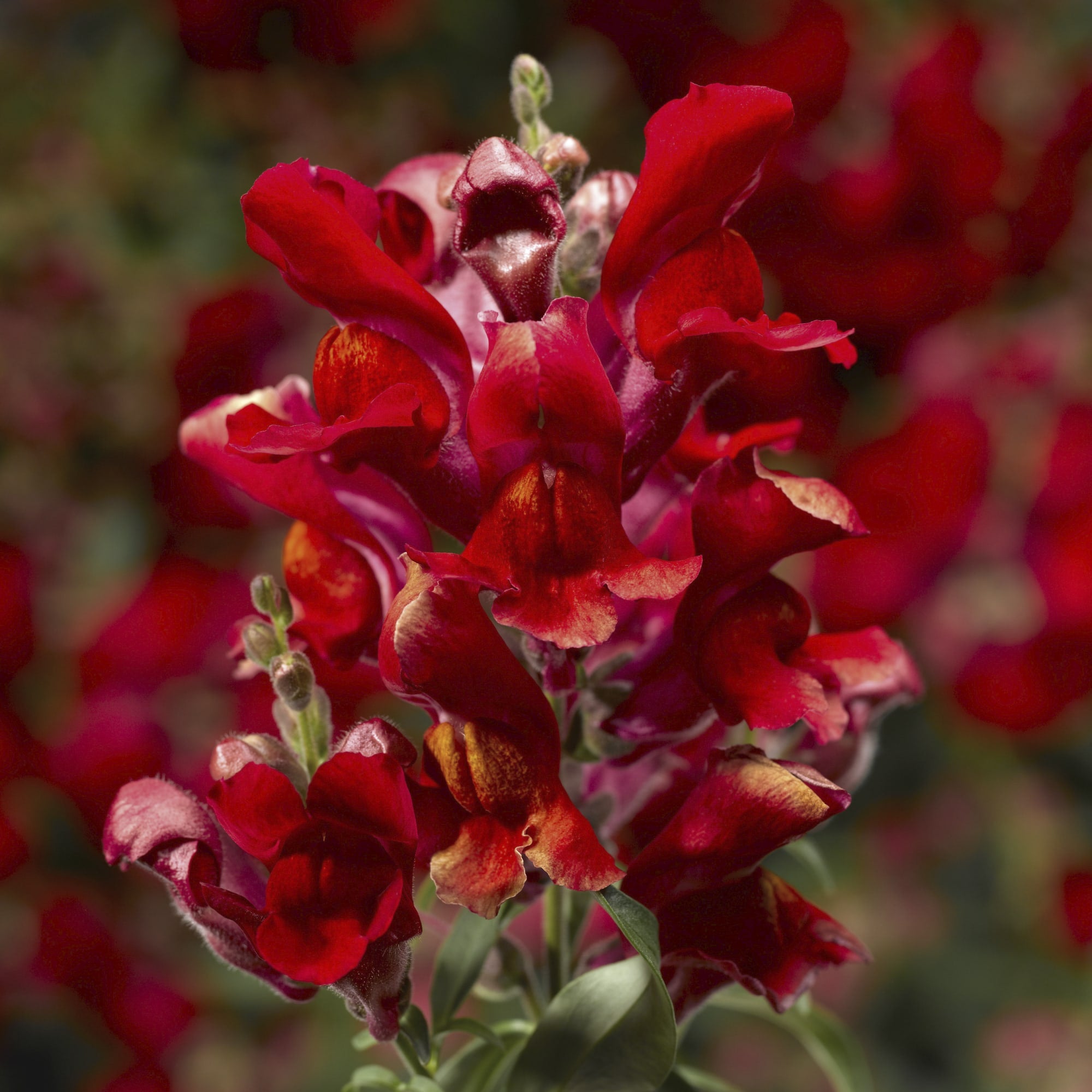 Snapdragon Snaptini Scarlet PLT – Vis Seed