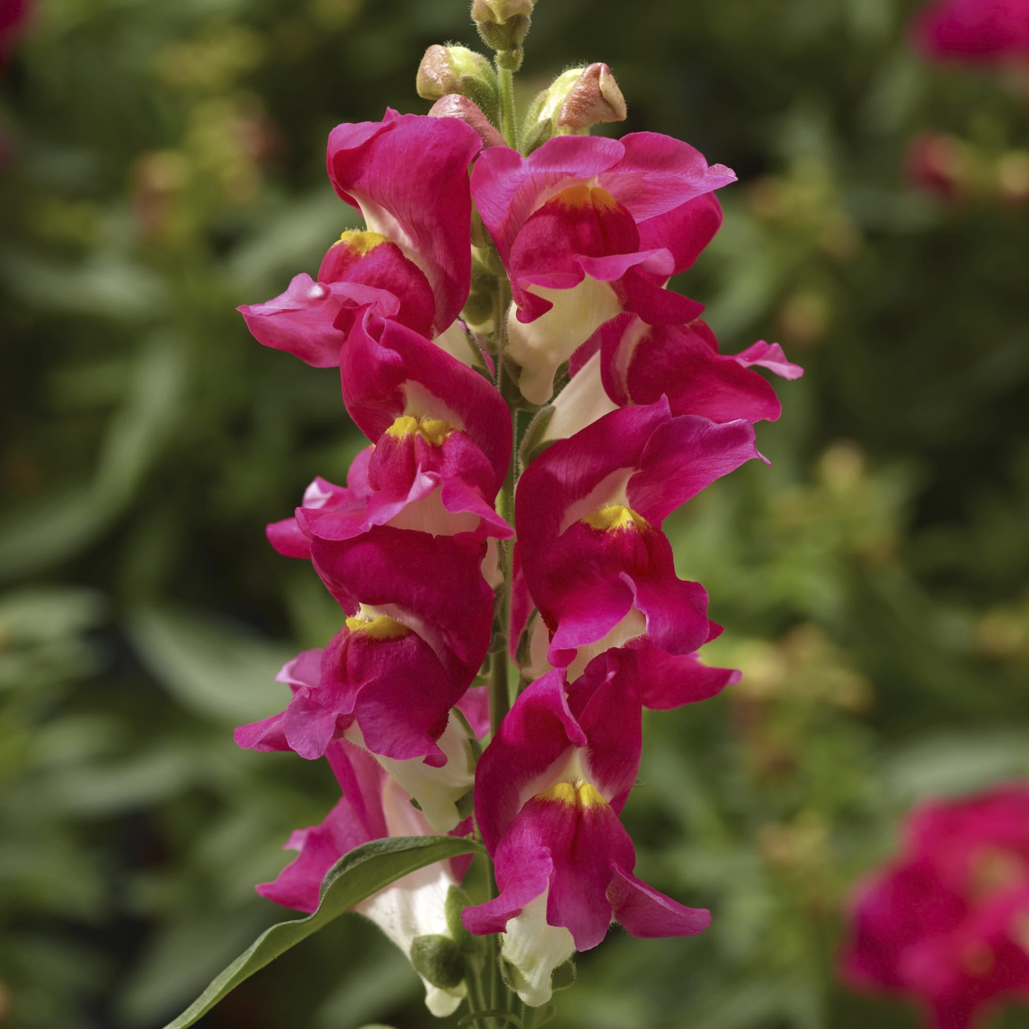 Snapdragon Snaptini Rose Bicolor – Vis Seed