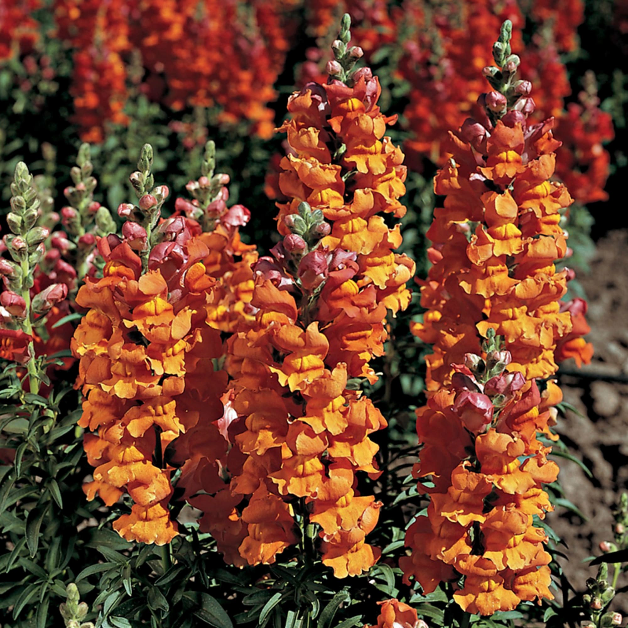 Snapdragon Liberty Classic Bronze – Vis Seed