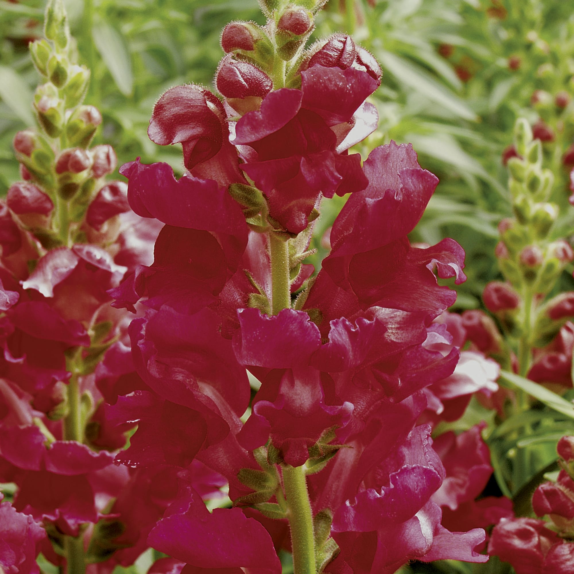 Snapdragon Liberty Classic Crimson – Vis Seed