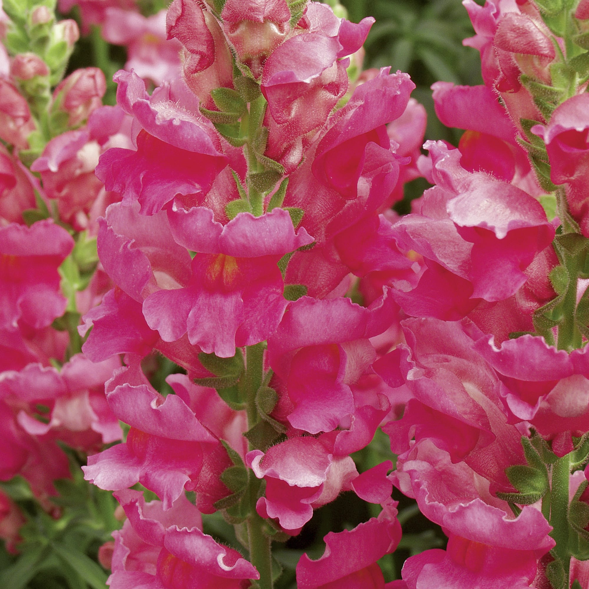 Snapdragon Liberty Classic Rose Pink – Vis Seed