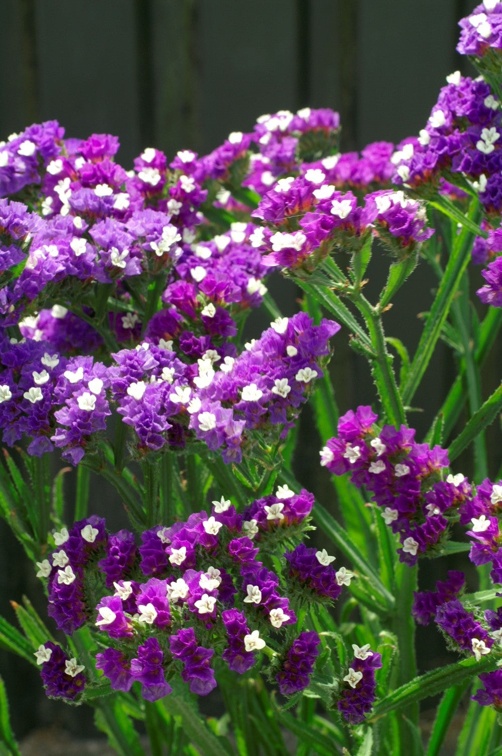 Statice Seeker Purple – Vis Seed