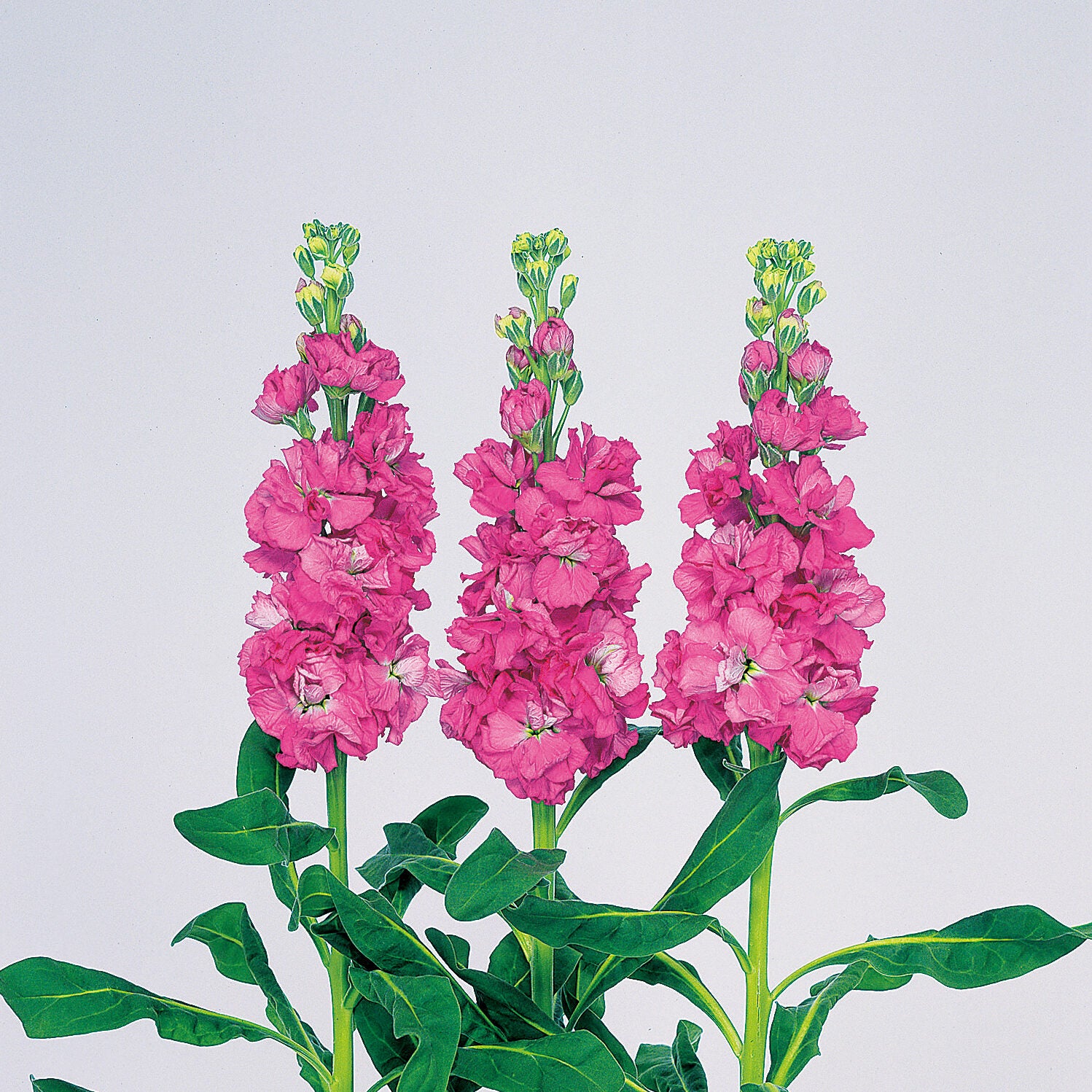 Stock Iron Rose Pink – Vis Seed