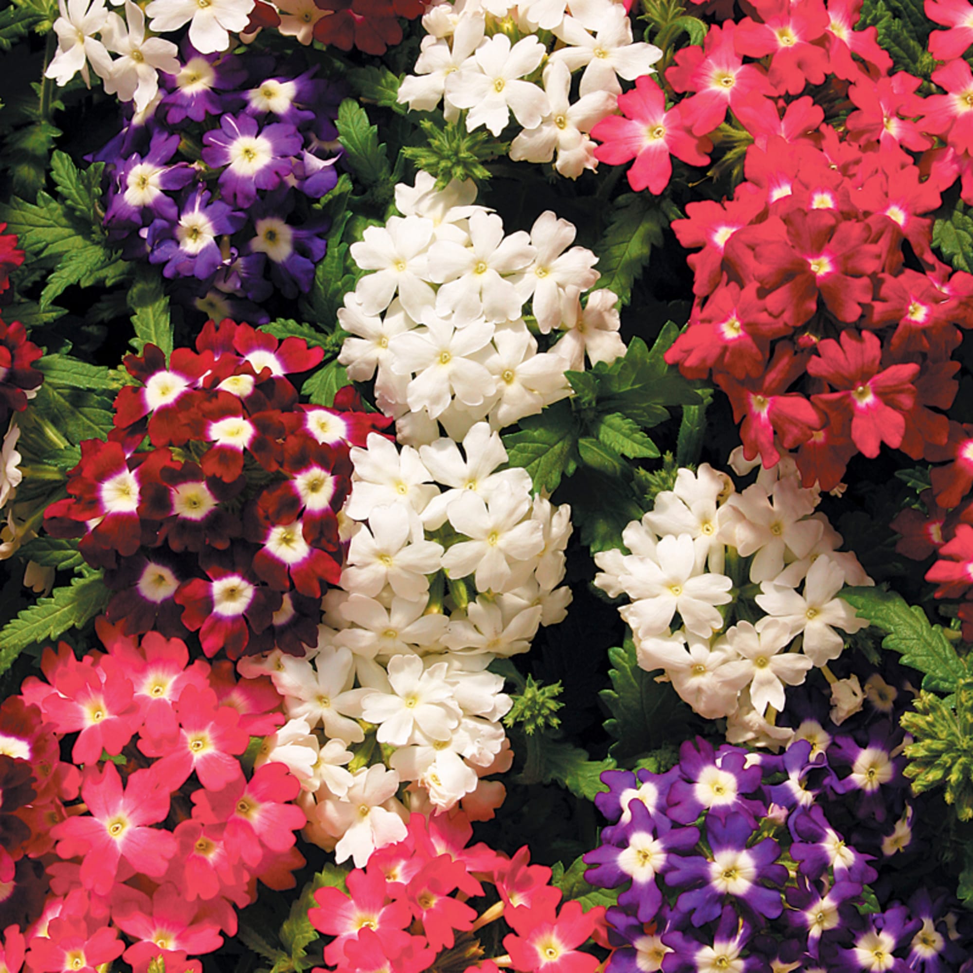 Verbena Obsession Eyed Mix – Vis Seed