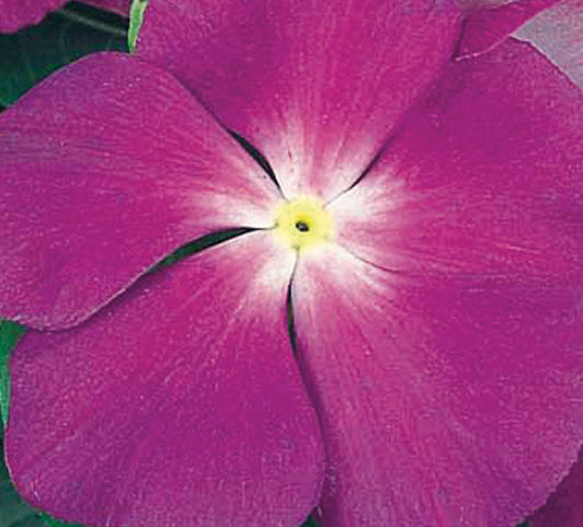 Vinca Victory Blue w/Eye – Vis Seed