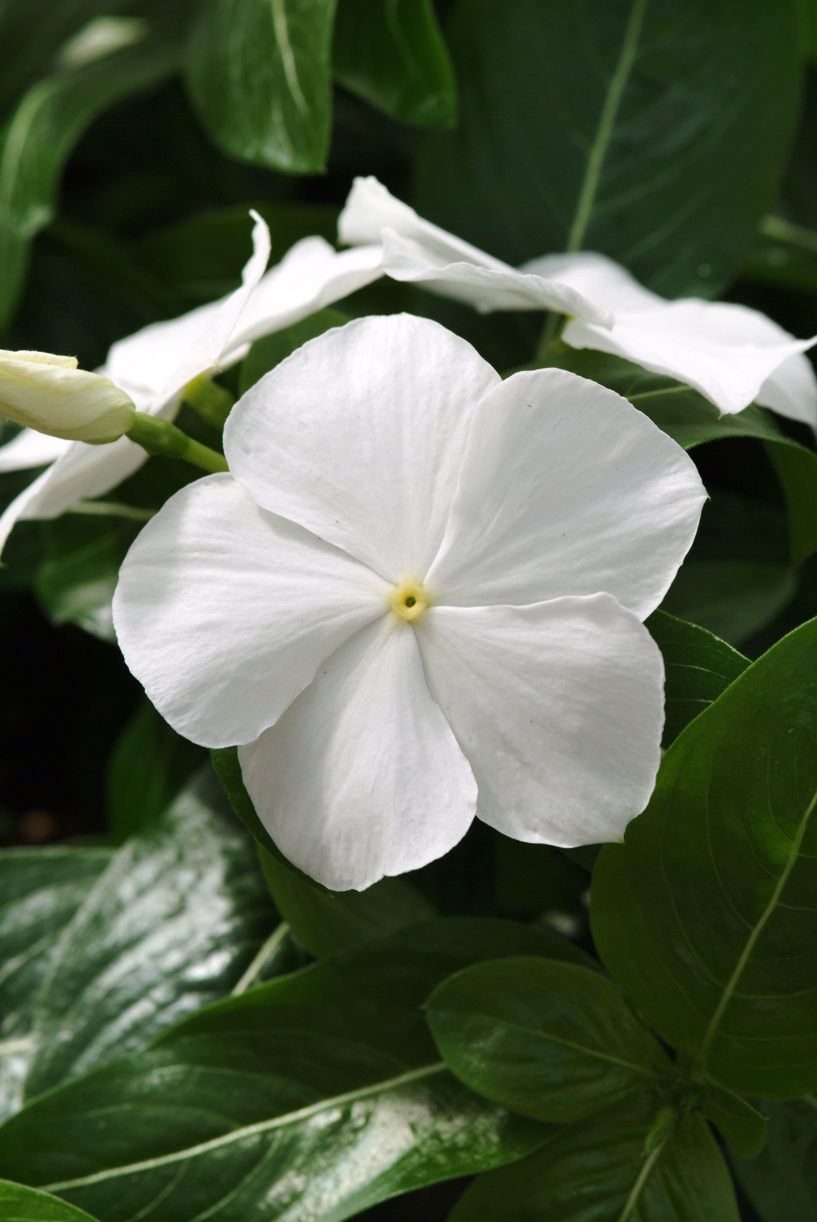 Vinca Mediterranean XP White – Vis Seed