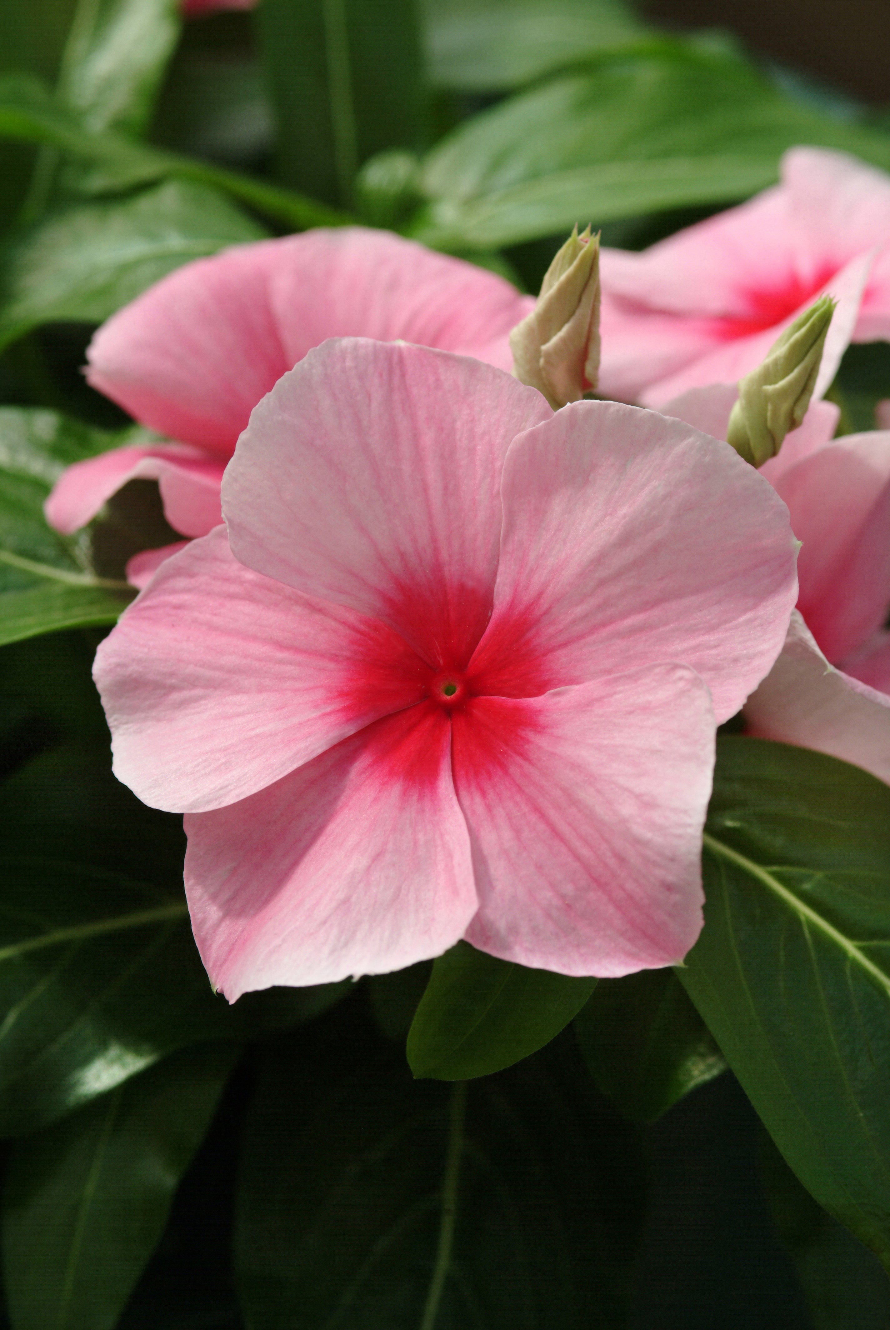Vinca Mediterranean XP Strawberry – Vis Seed