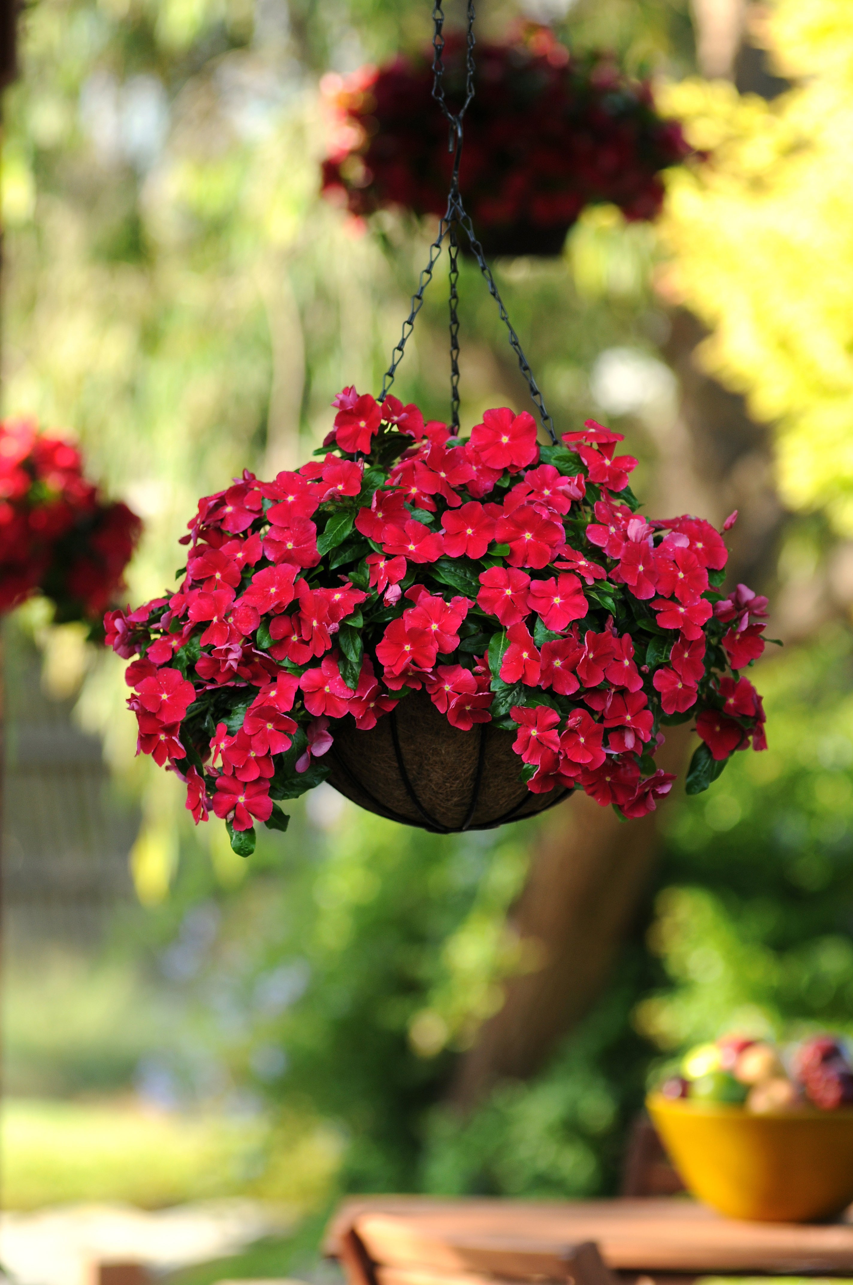Vinca Mediterranean XP Red – Vis Seed