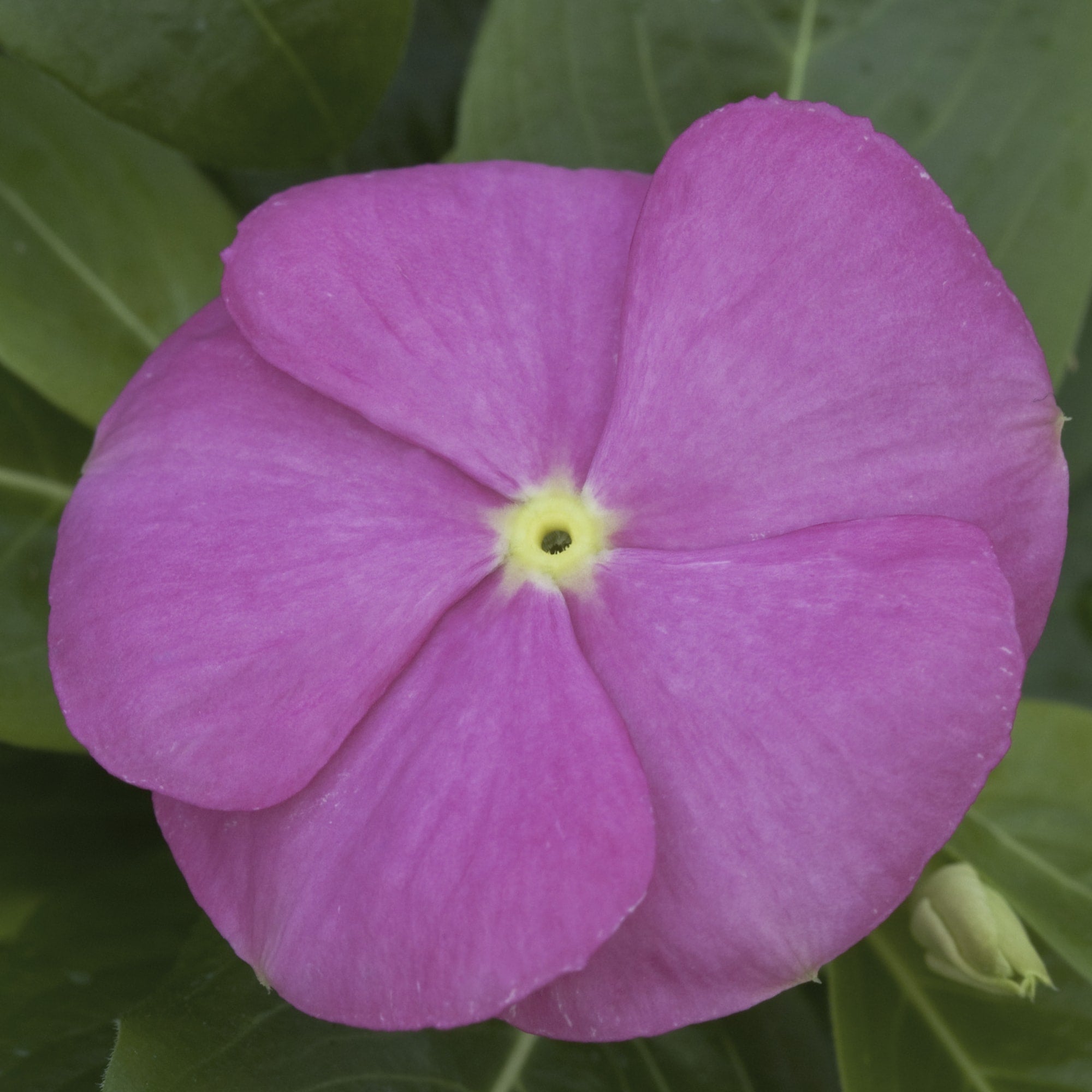 Vinca SunStorm Deep Pink – Vis Seed