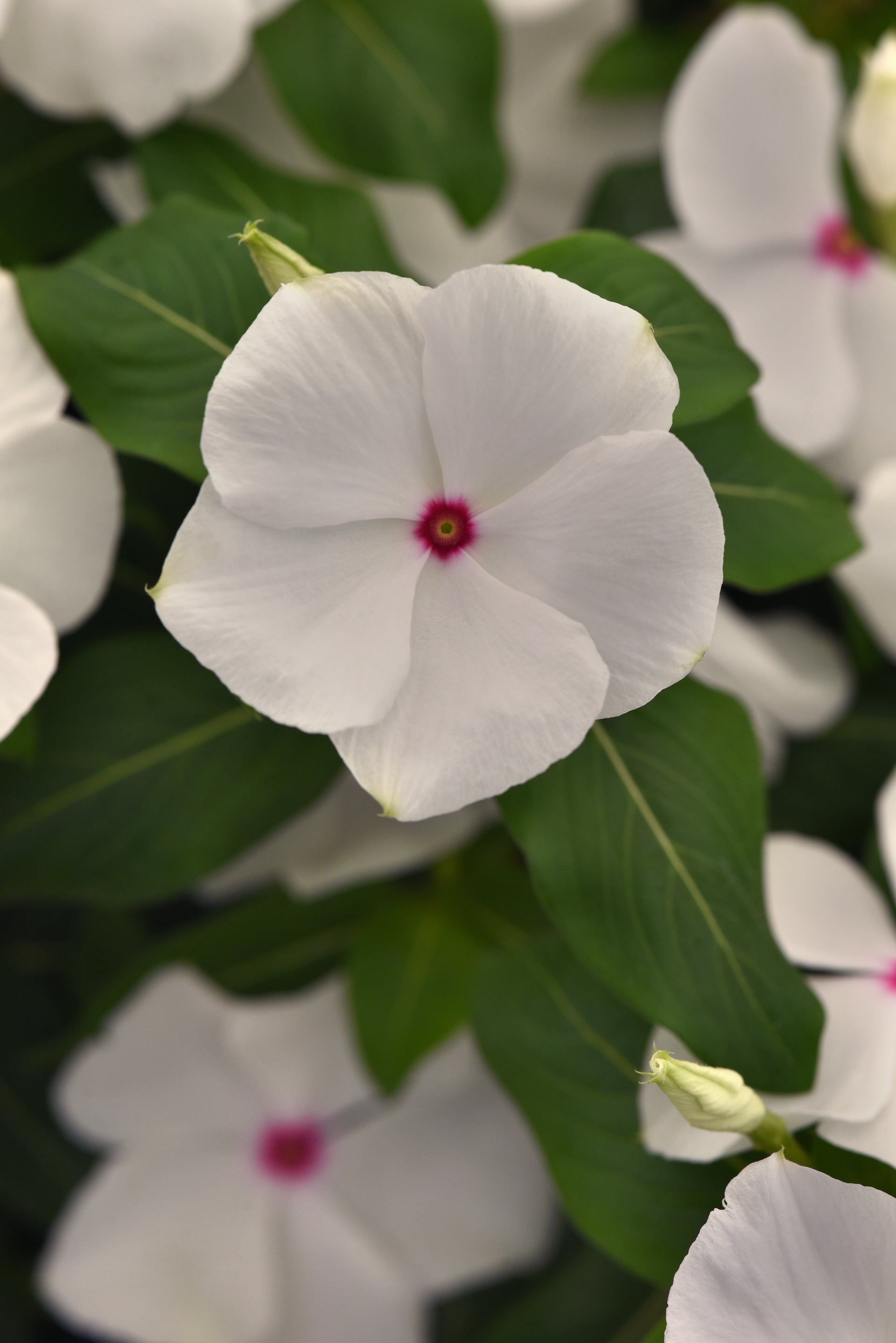 Vinca Titan-ium Polka Dot – Vis Seed