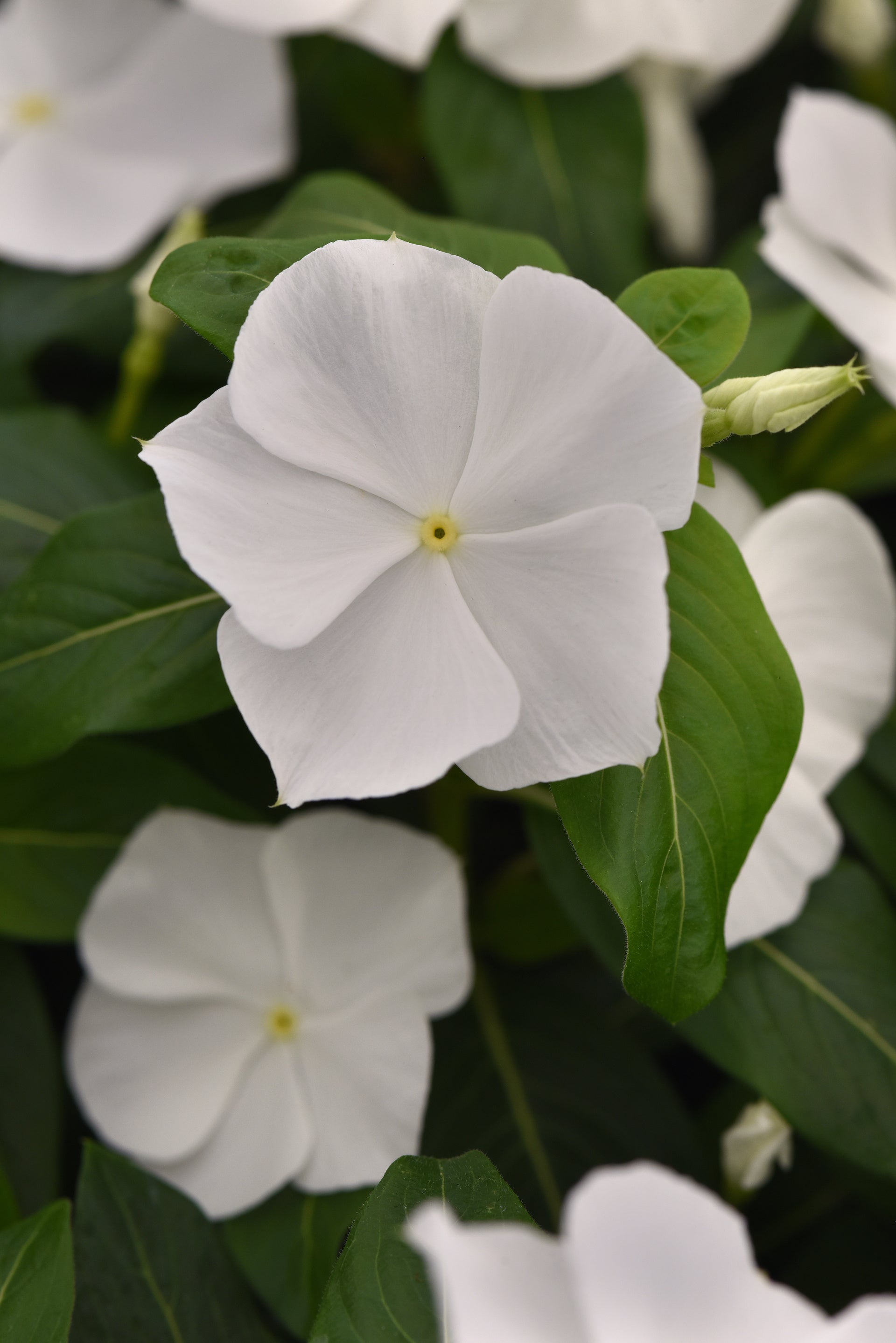 Vinca Titan-ium White – Vis Seed