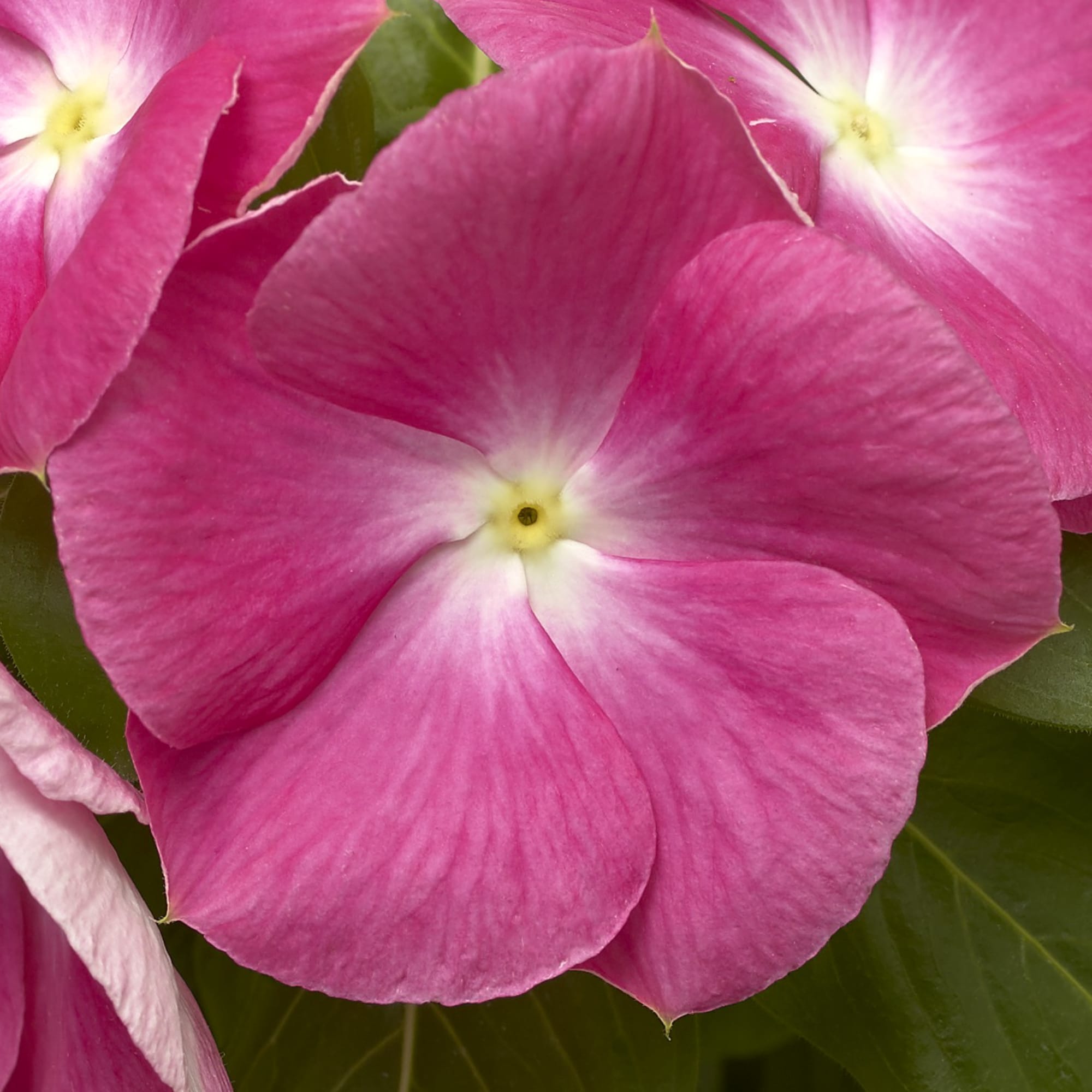 Vinca Cora XDR Pink Halo – Vis Seed