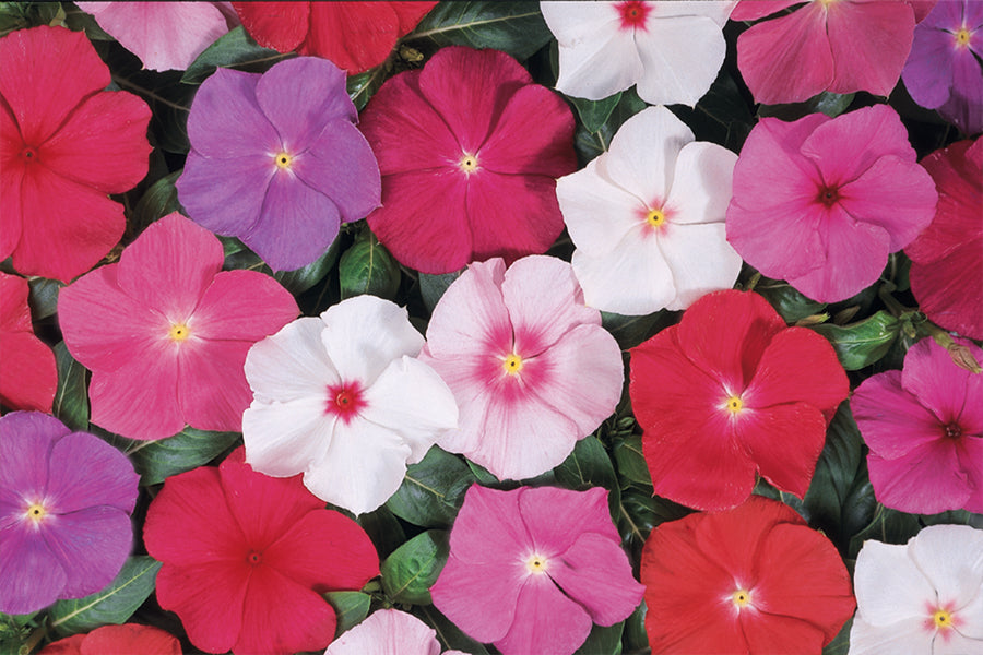 Vinca Heatwave Mix – Vis Seed
